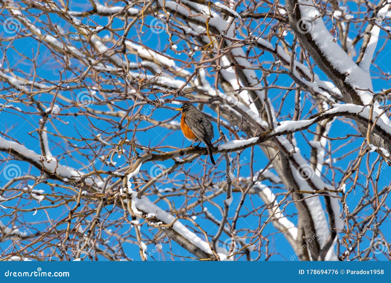 First Robin of Spring after a Spring Snow Stock Photo - Image of ...
