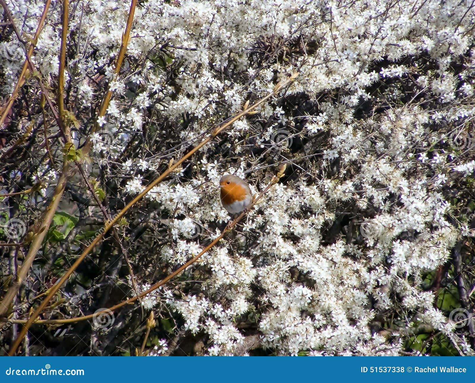 Robin stock photo. Image of surrounded, flowers, tree - 51537338