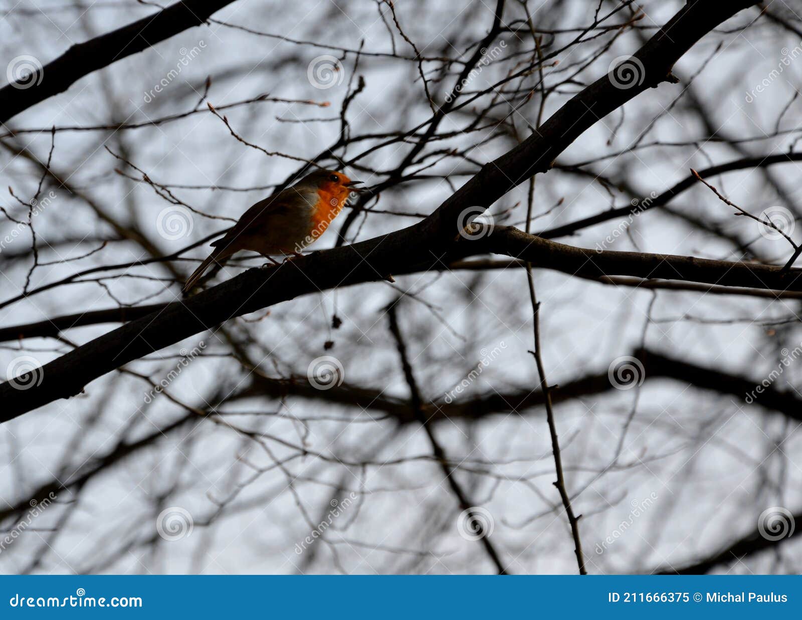 Robin is about the Size of a Sparrow. it Has a Spherical Body with a ...