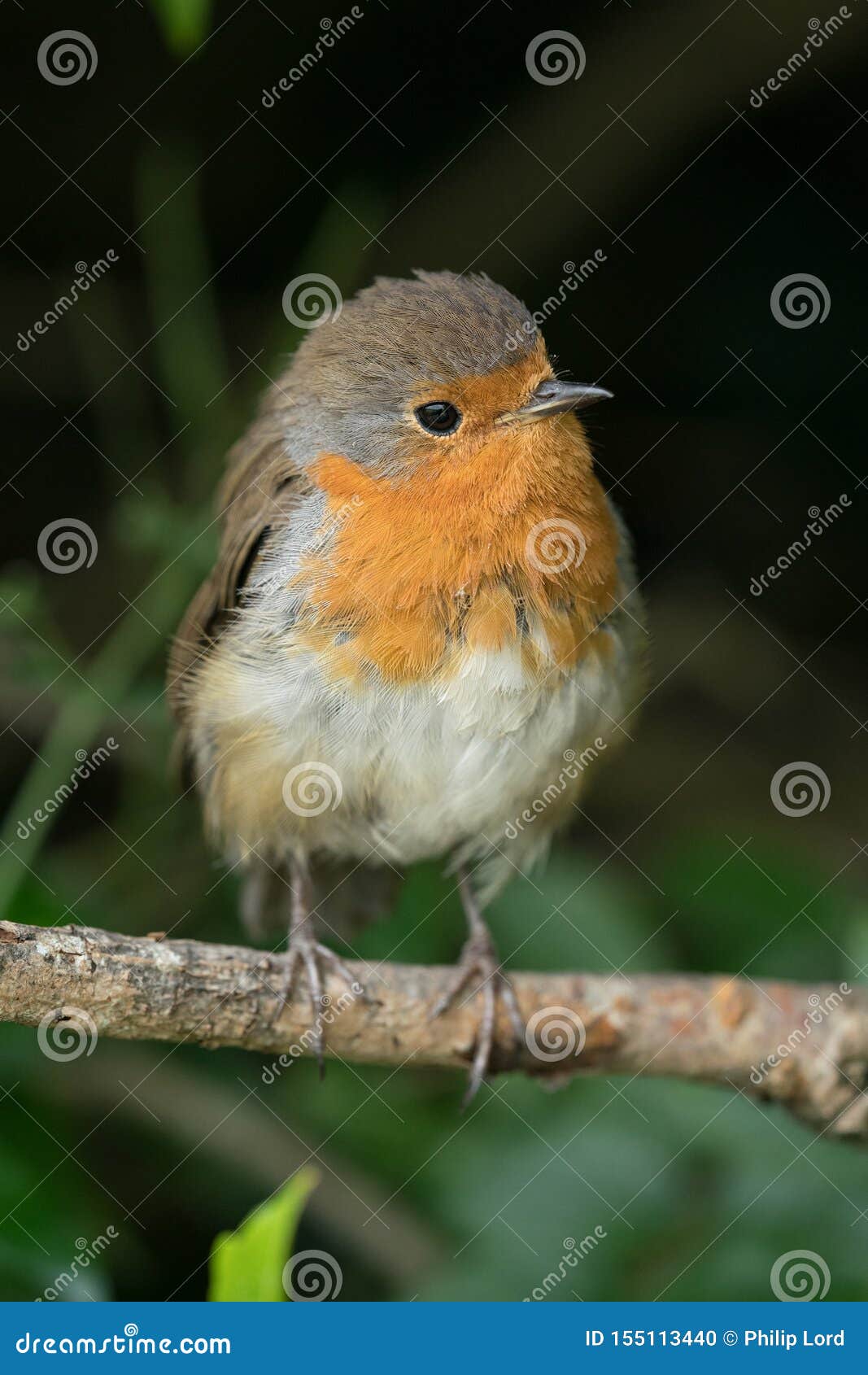 Robin on small branch stock photo. Image of color, limb - 155113440
