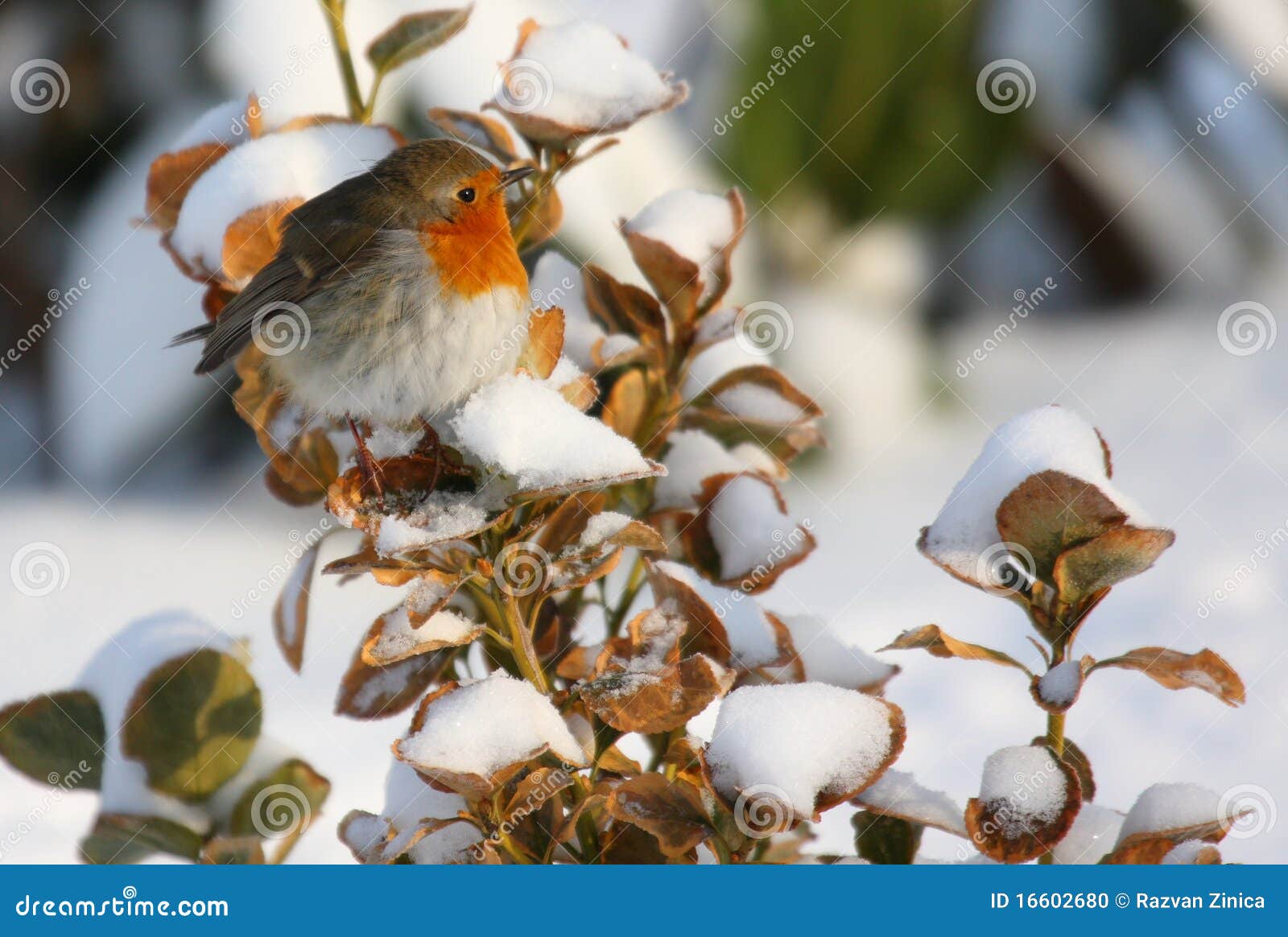 Robin on snow branch stock photo. Image of robin, snow - 16602680