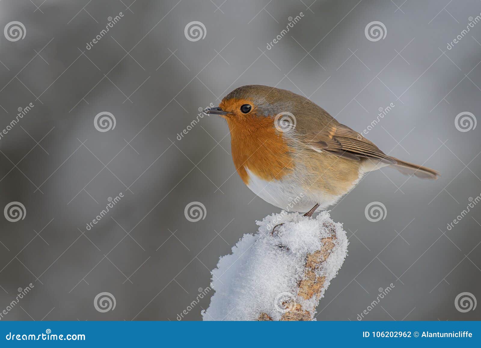 Robin on Snow Covered Stump Stock Photo - Image of garden, wild: 106202962