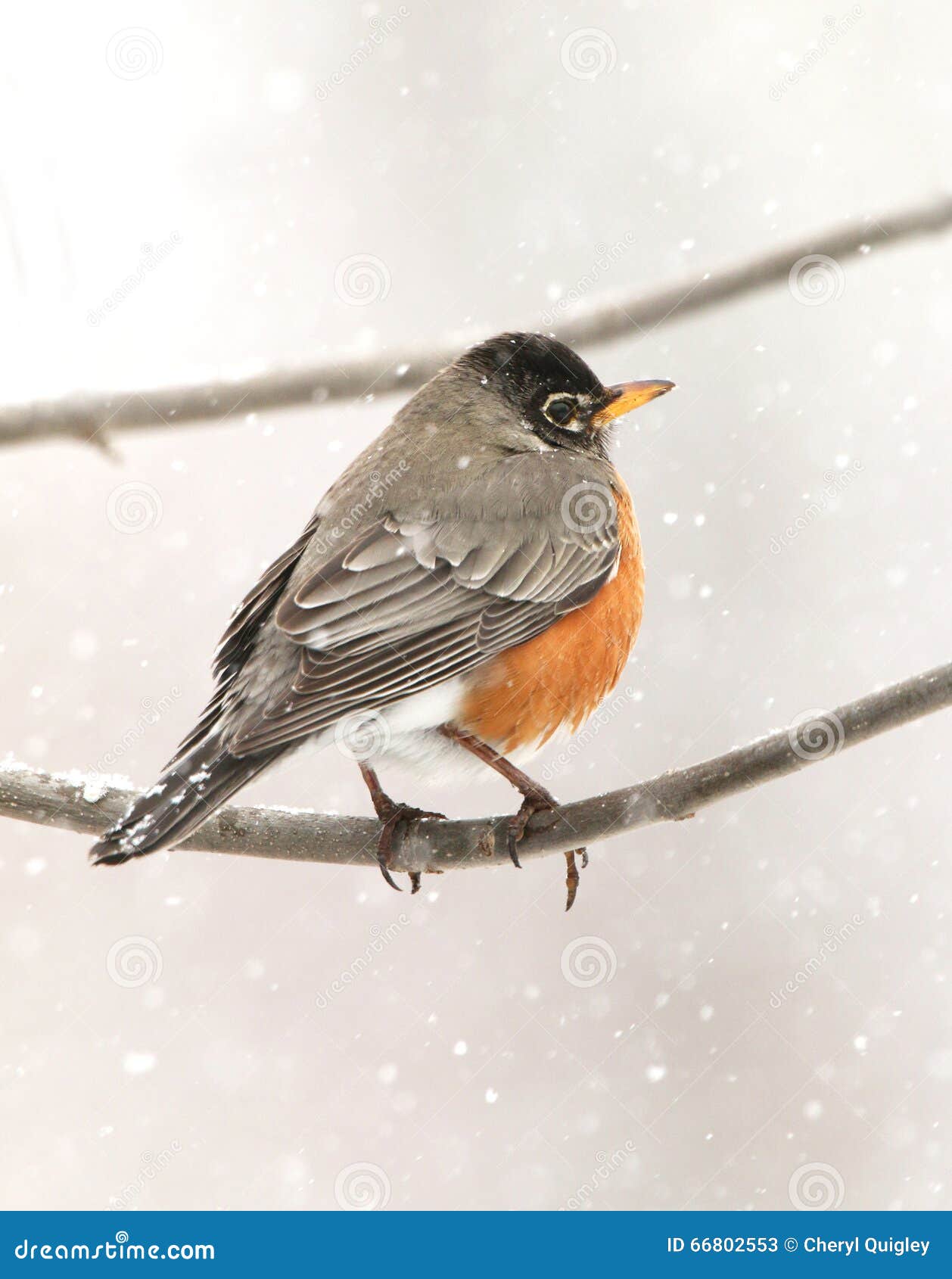 Robin in the Snow stock image. Image of orange, migration - 66802553