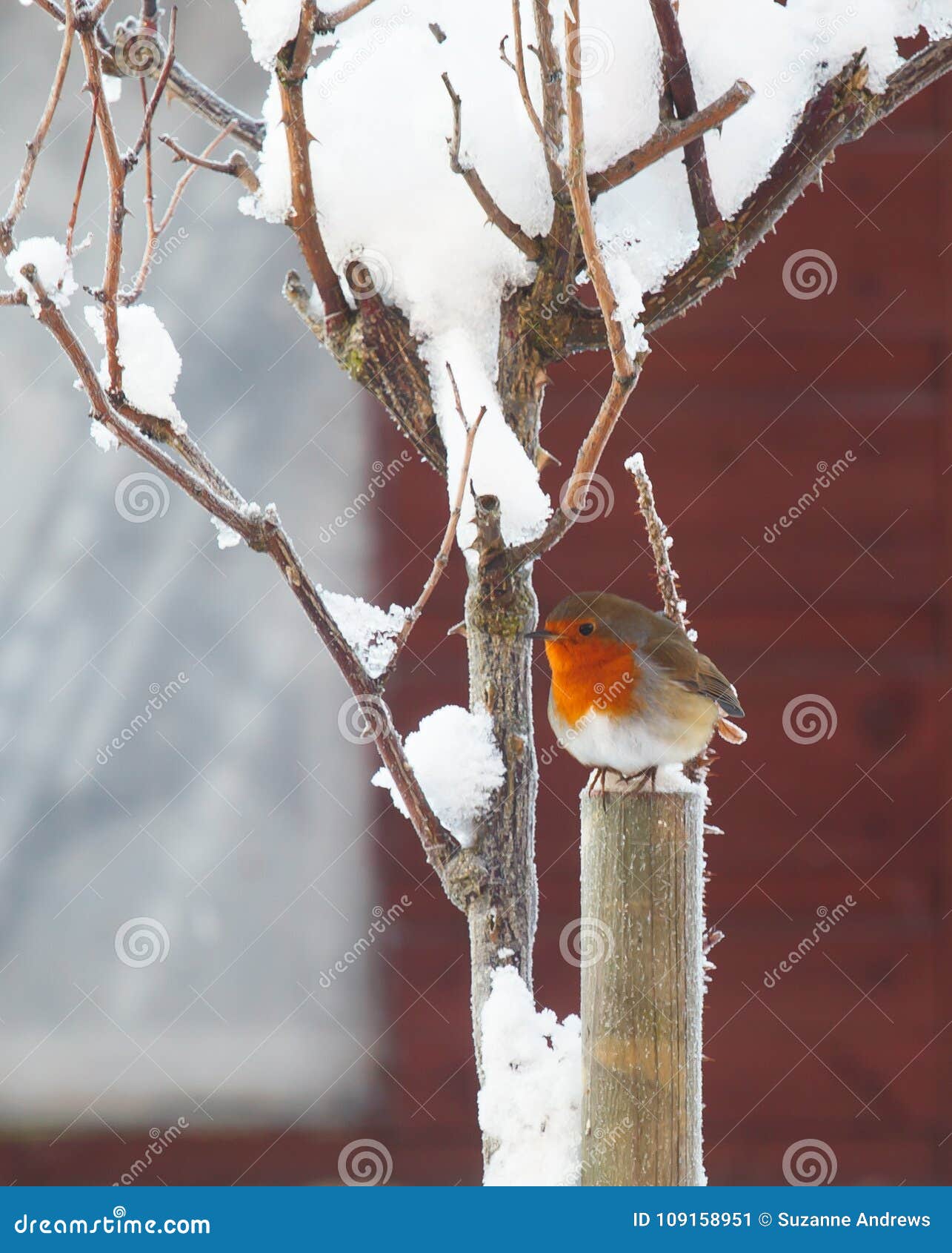 Robin on tree in snow stock image. Image of snowy, cute - 109158951