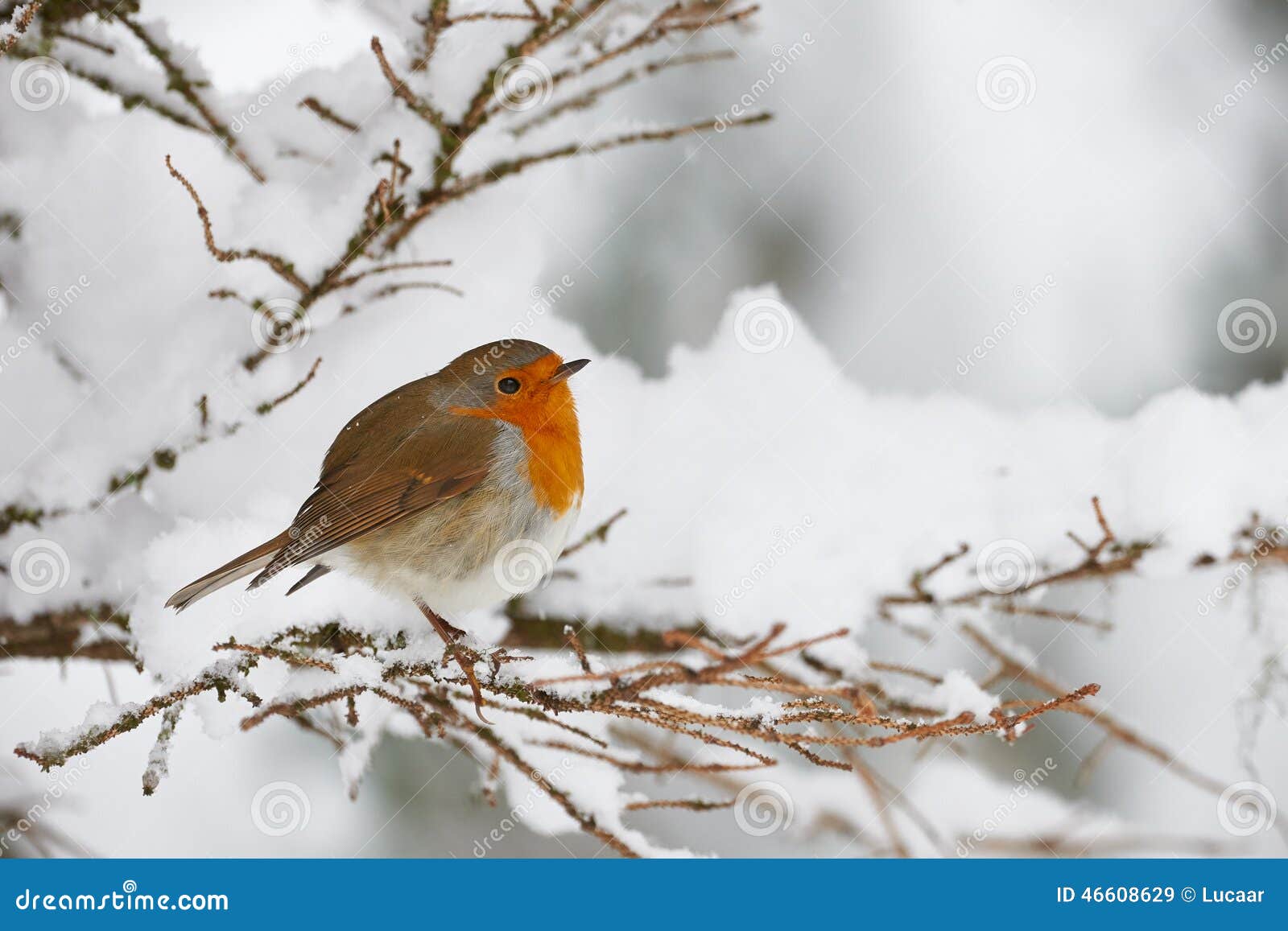 Robin in the snow stock image. Image of perched, cold - 46608629
