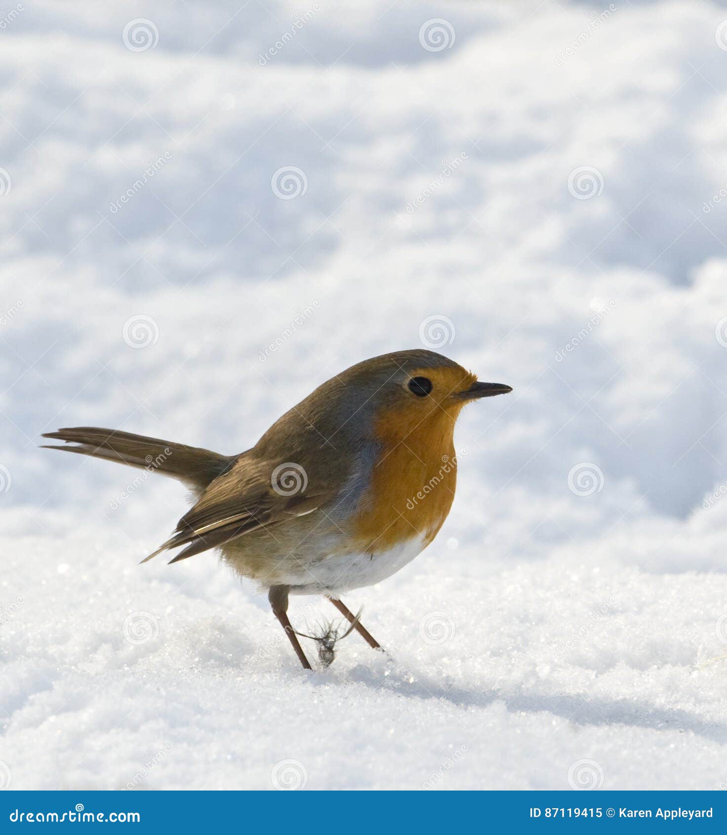 Robin in Snow stock image. Image of nature, snow, bird - 87119415