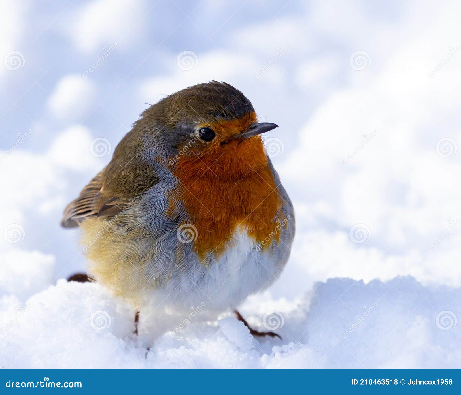 Robin in snow. stock photo. Image of cute, animal, cold - 210463518