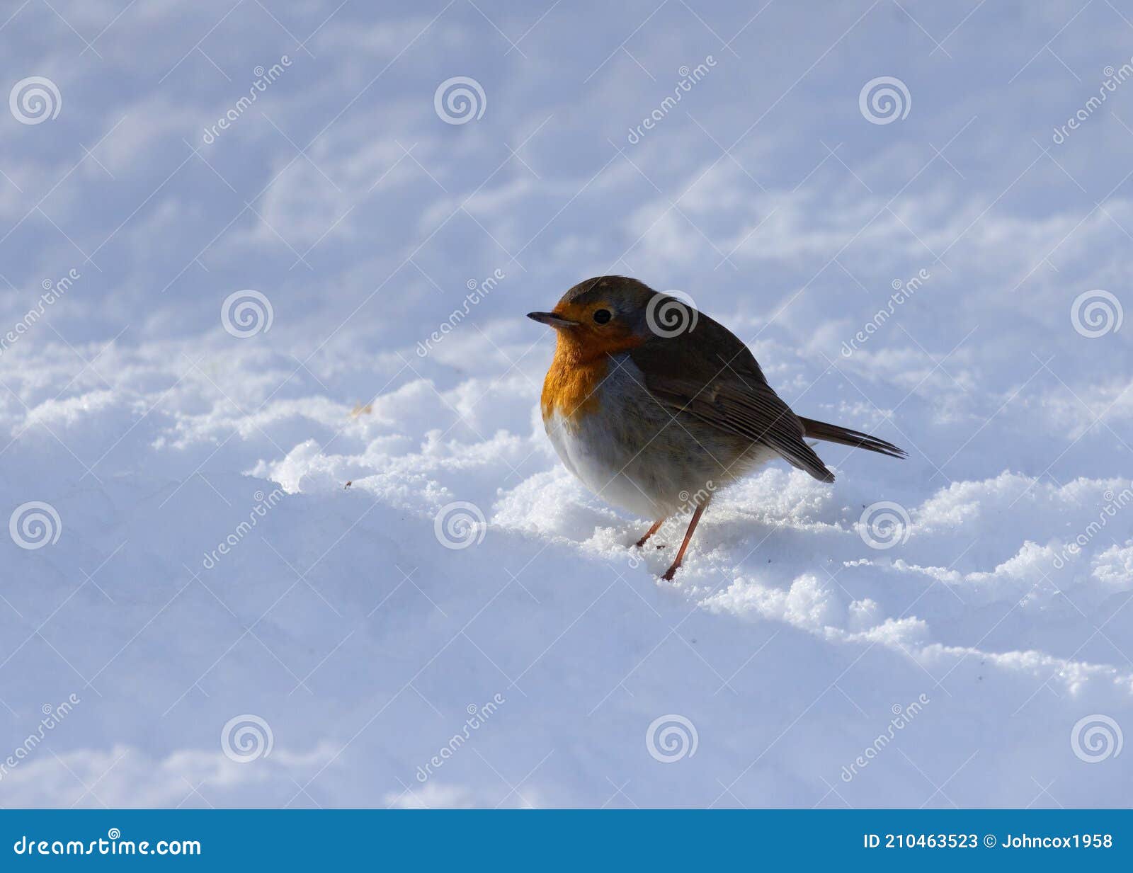 Robin in snow. stock image. Image of nature, breasted - 210463523