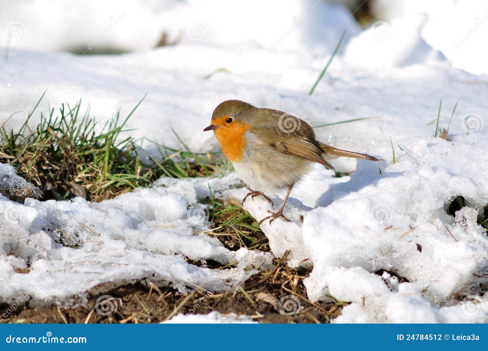 Robin of snowy ground stock photo. Image of season, bird - 24784512