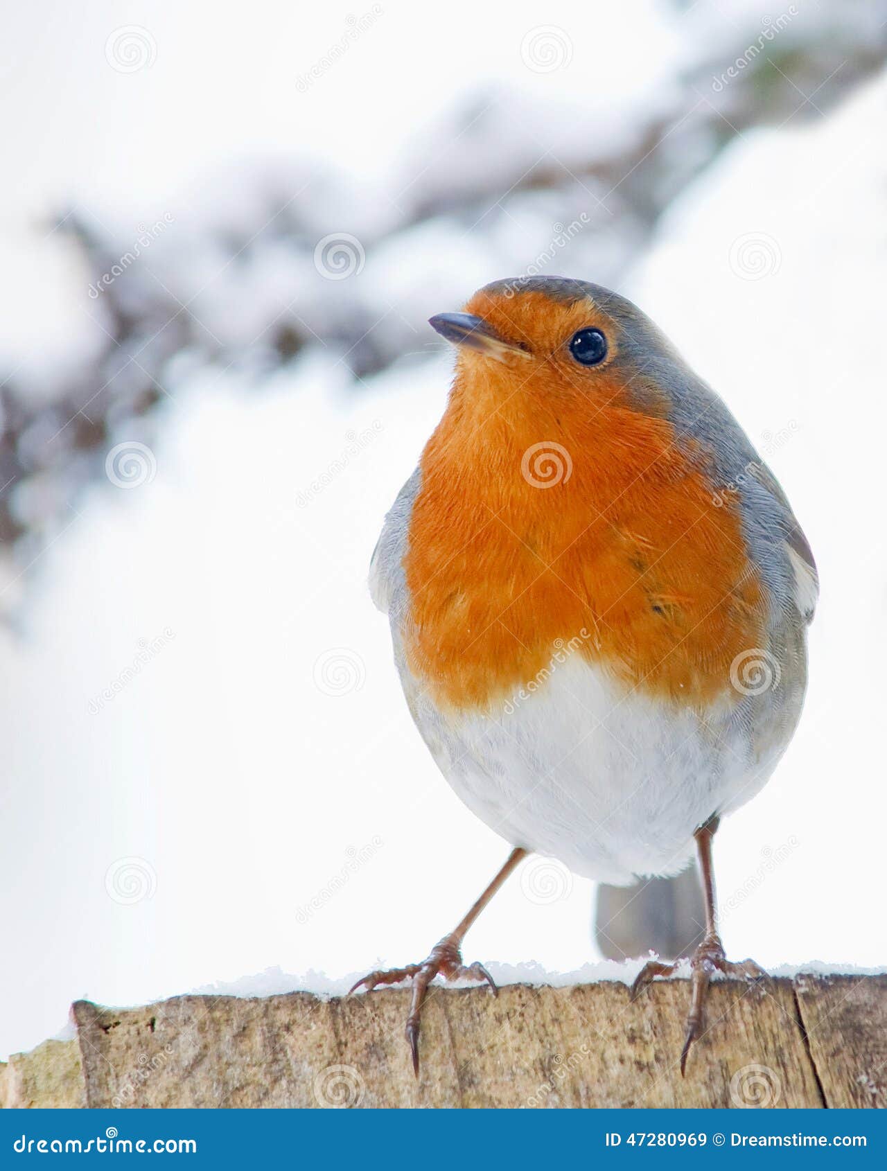 Robin in snowy weather stock image. Image of bird, weather - 47280969