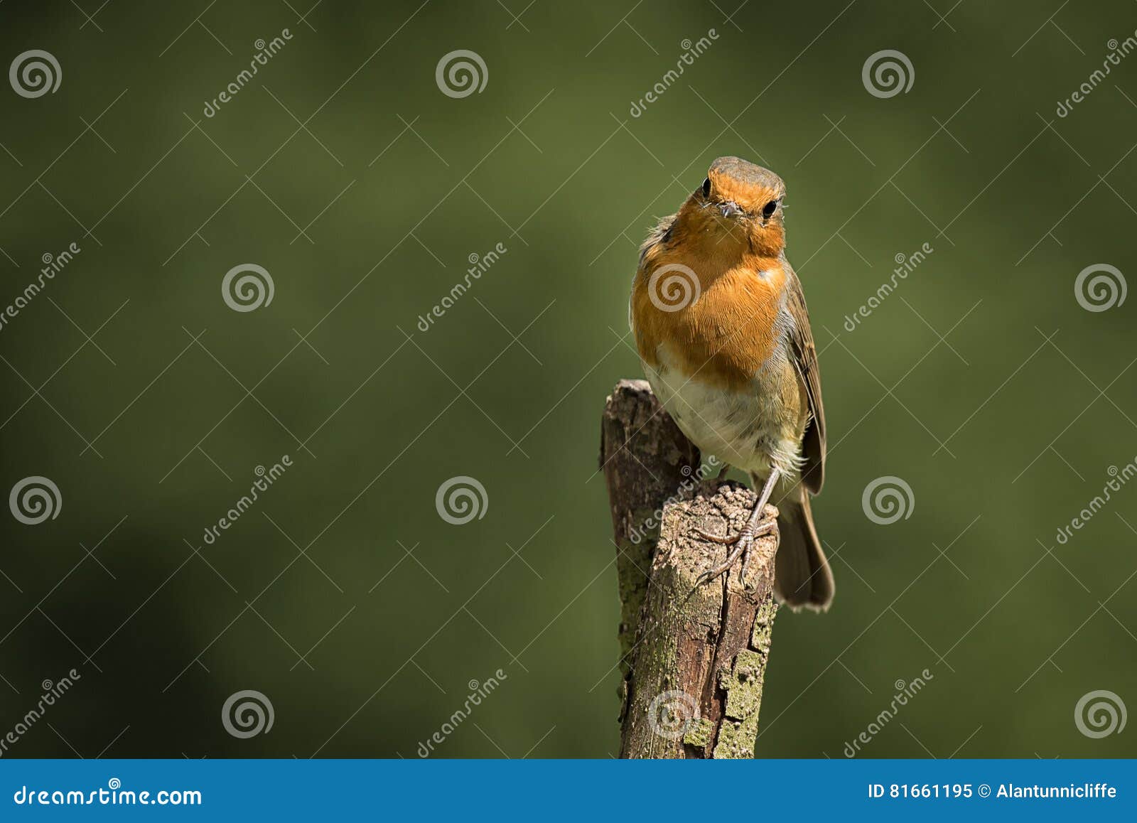 Robin stock image. Image of spring, wildlife, twig, beautiful - 81661195