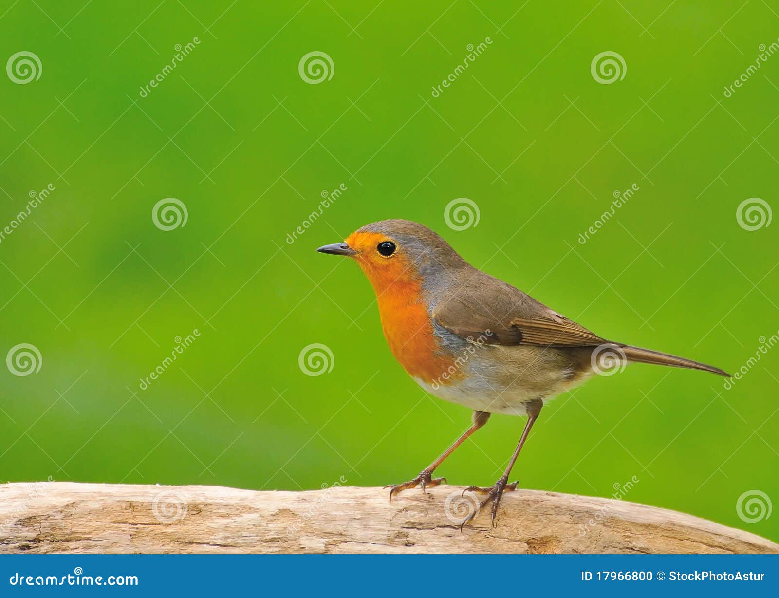 Robin of spring. stock photo. Image of spring, rubecula - 17966800