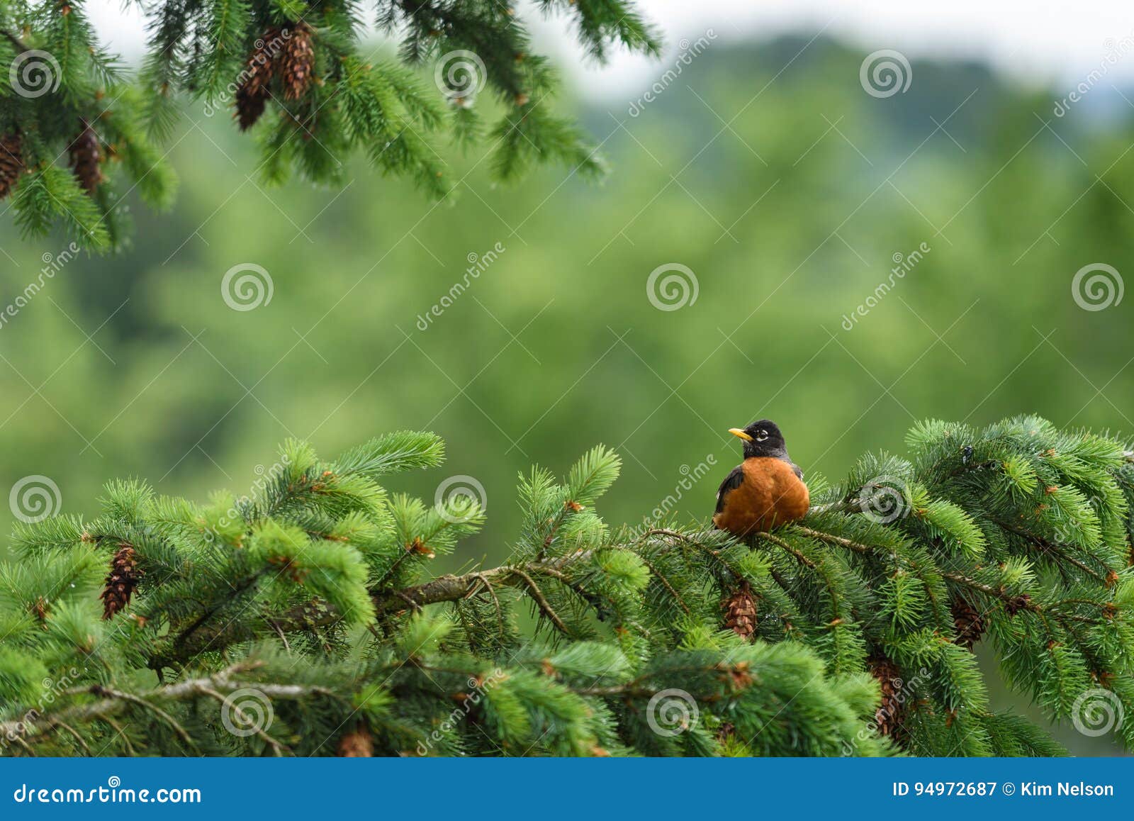 Robin in the spring stock image. Image of looking, evergreen - 94972687