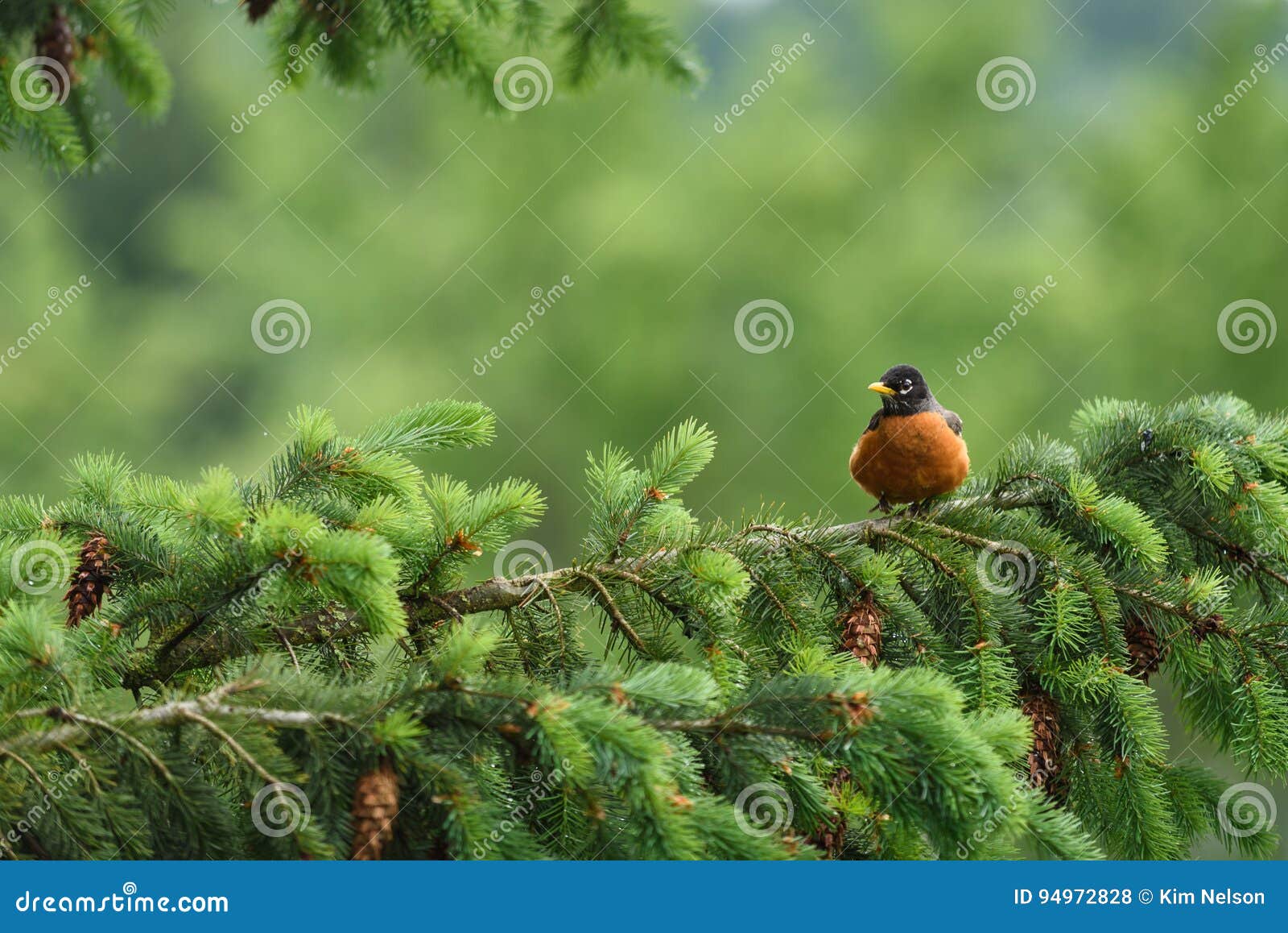 Robin in the spring stock photo. Image of pine, spring - 94972828