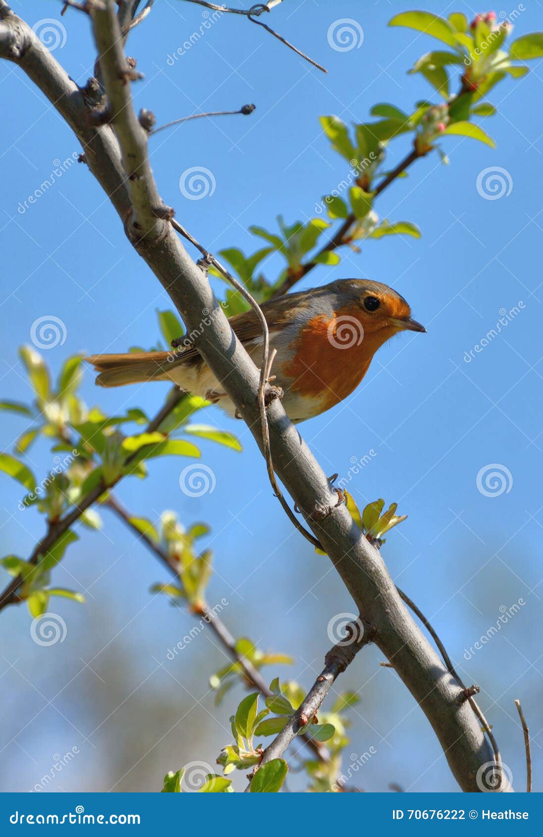 Robin in spring stock photo. Image of robin, wildlife - 70676222