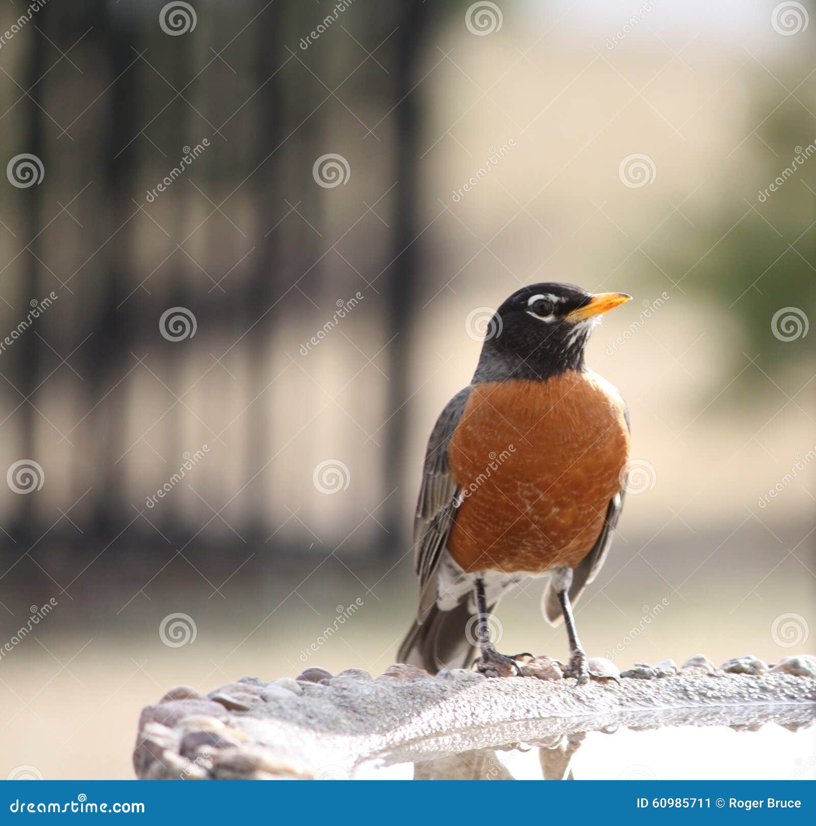 Robin in Spring stock image. Image of migrate, iowa, robin - 60985711