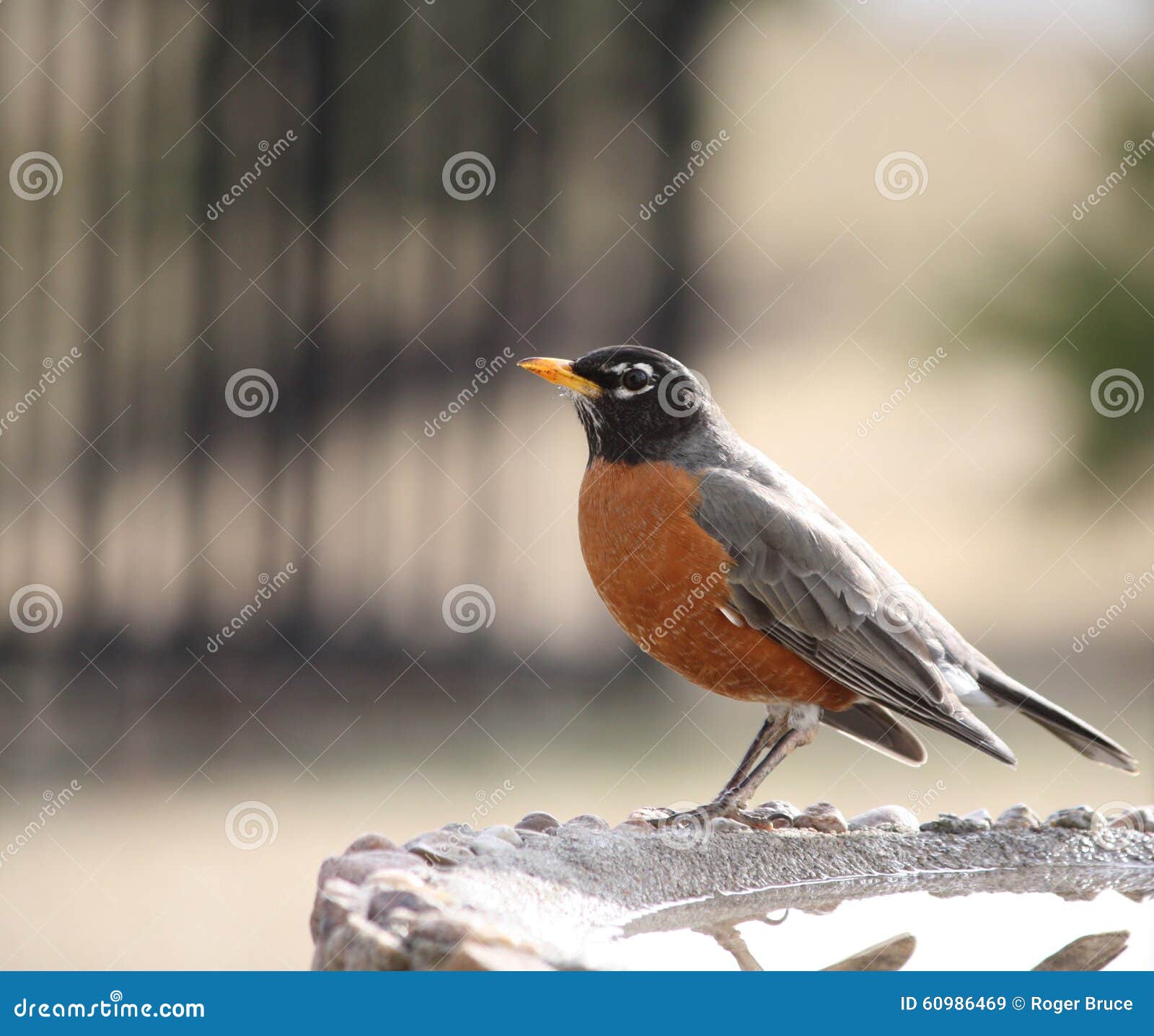 Robin in Spring stock image. Image of birds, fauna, feathers - 60986469