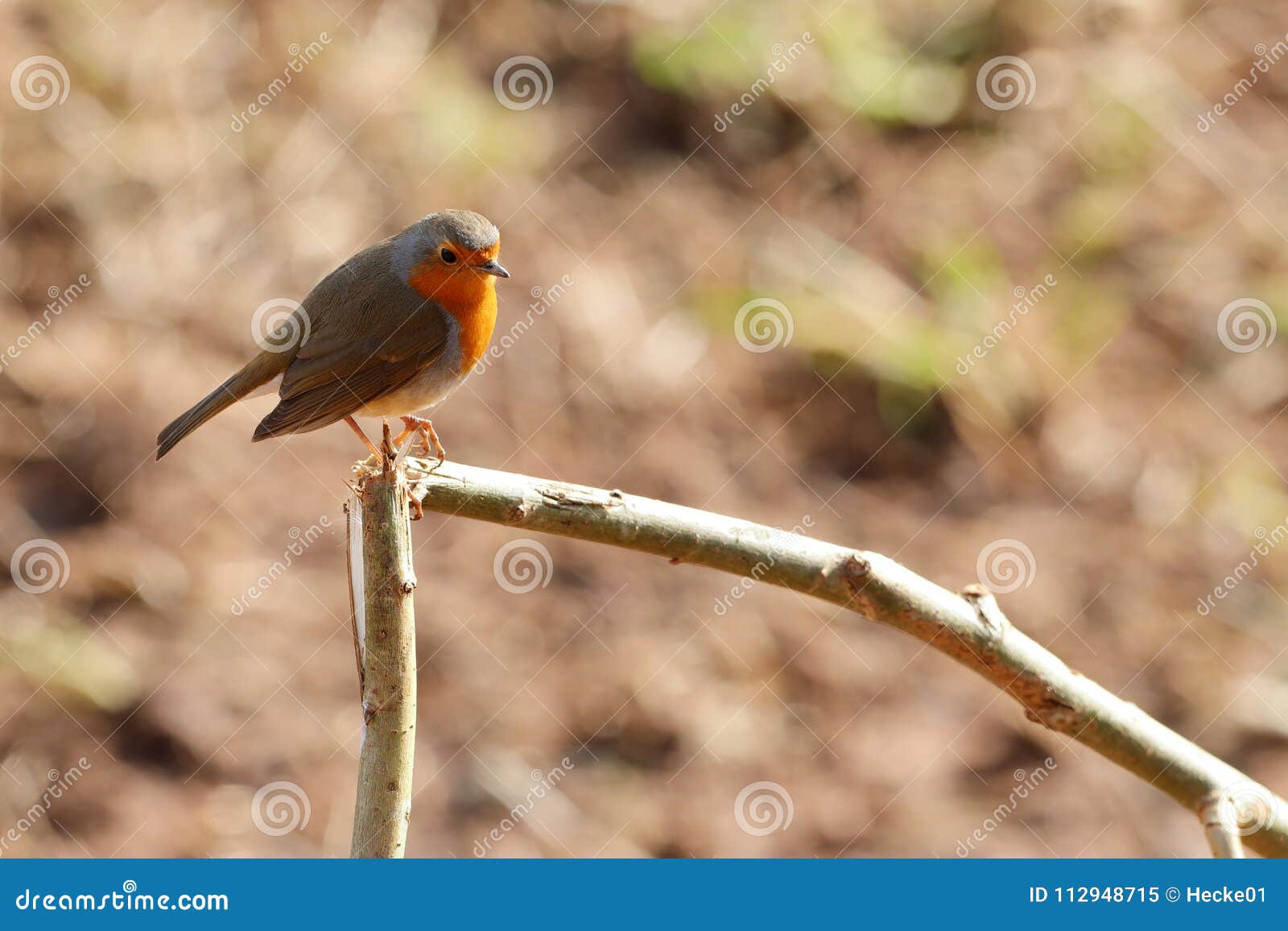 Robin in the spring stock image. Image of orchard, robins - 112948715