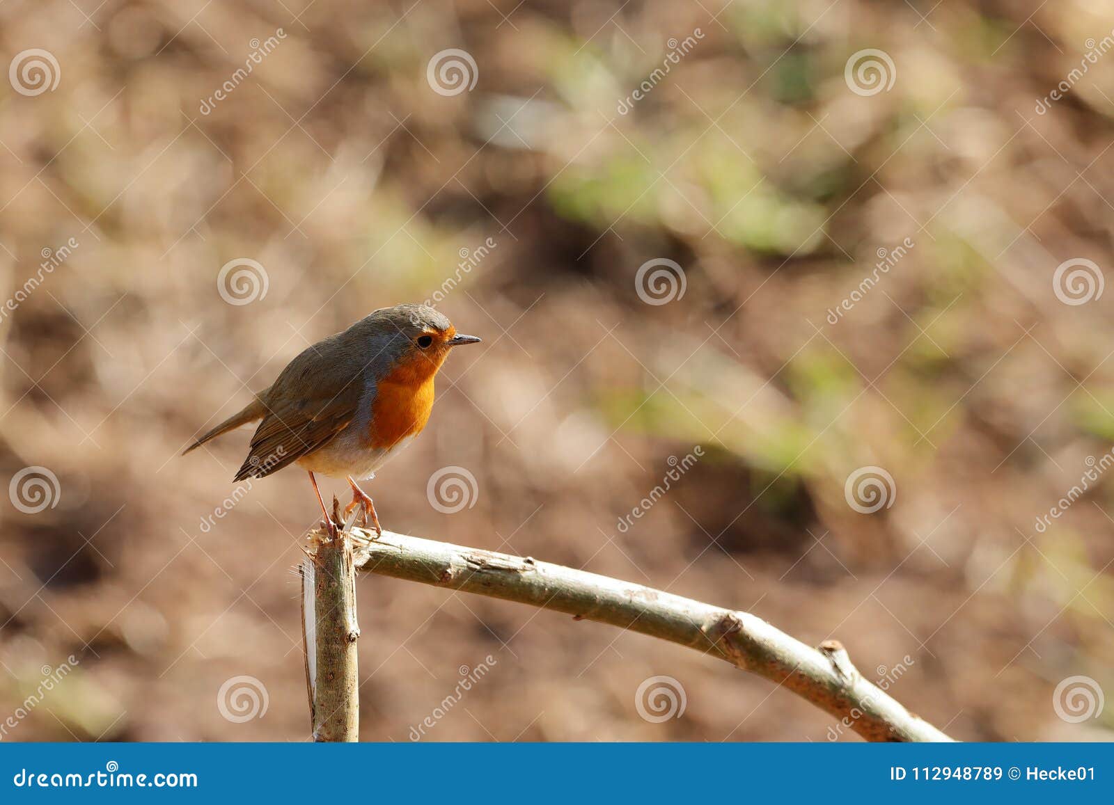 Robin in the spring stock image. Image of songbird, trees - 112948789