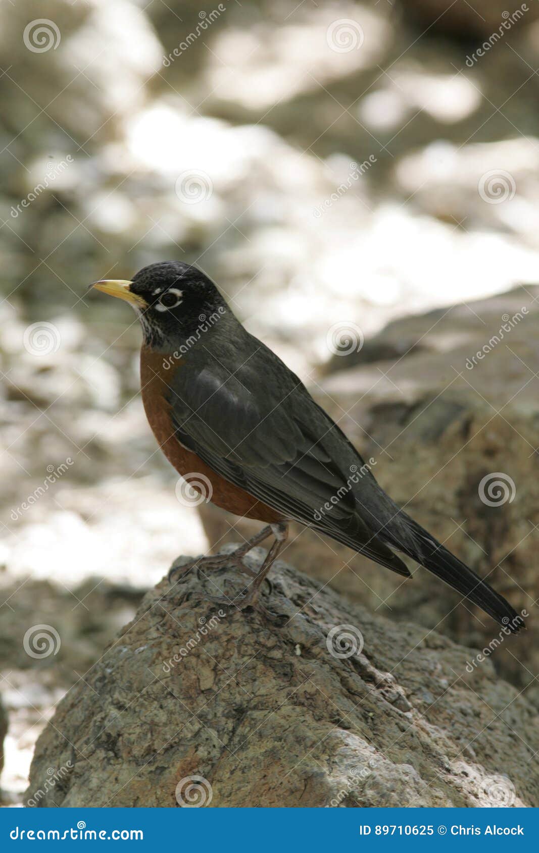 Robin in Spring stock image. Image of rock, male, chicago - 89710625