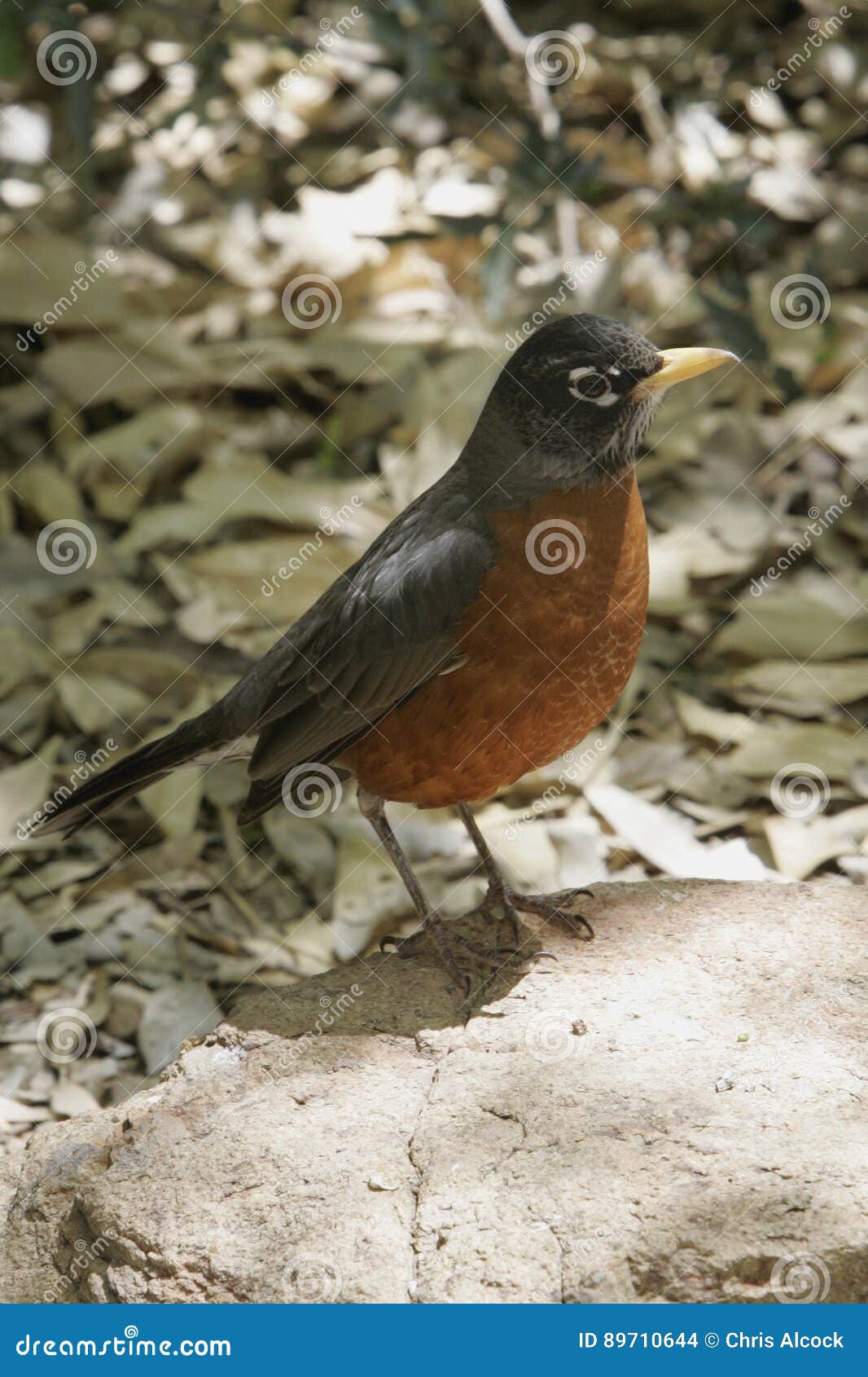 Robin in Spring stock photo. Image of ground, illinois - 89710644