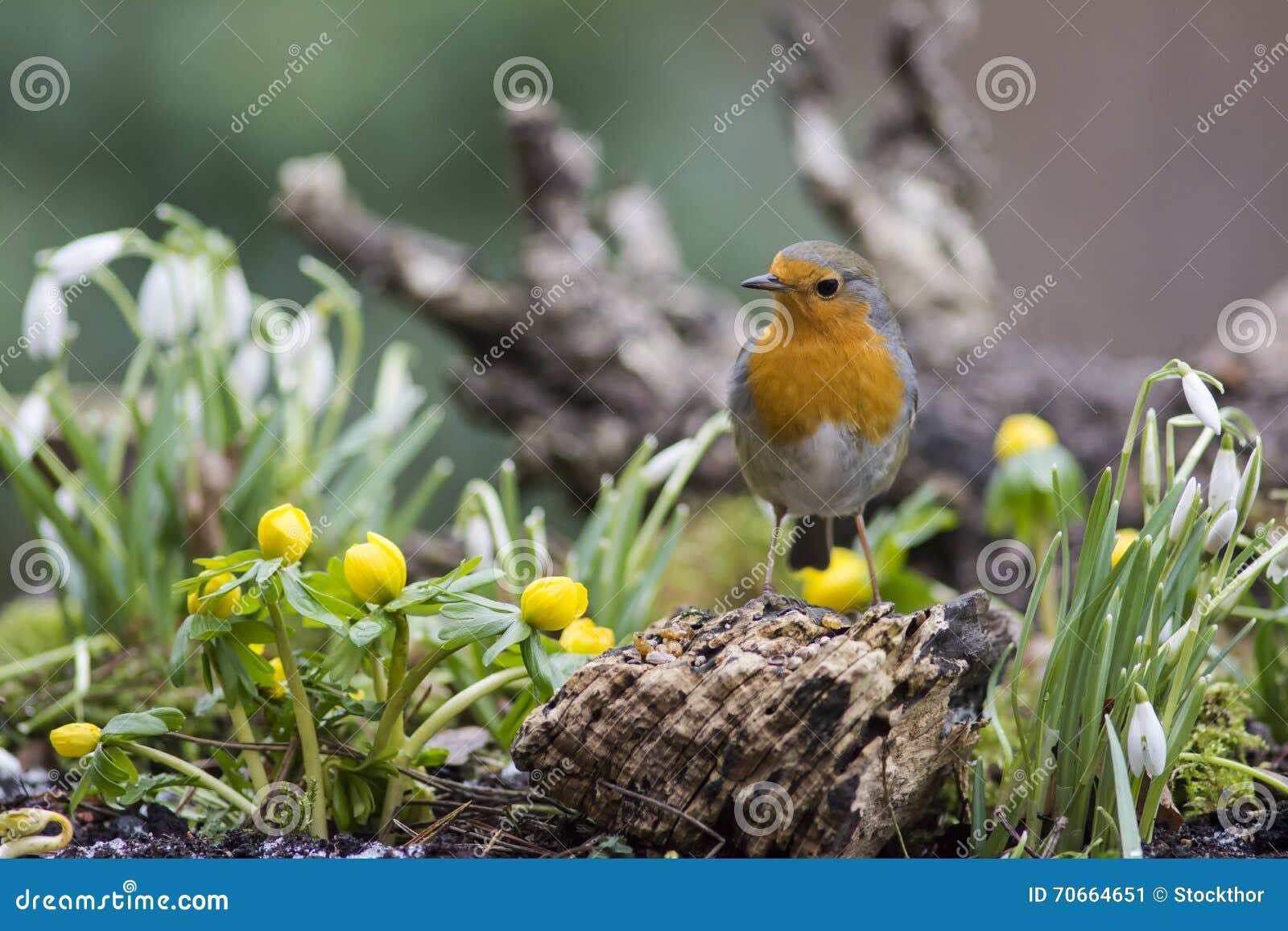 Robin and Springtime Flowers Stock Image - Image of birds, spring: 70664651