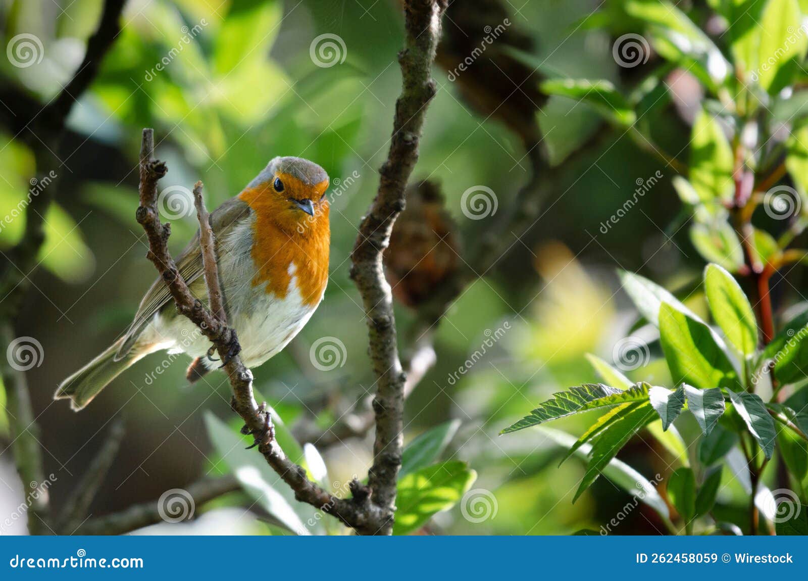Robin in a stag horn tree stock image. Image of perched - 262458059