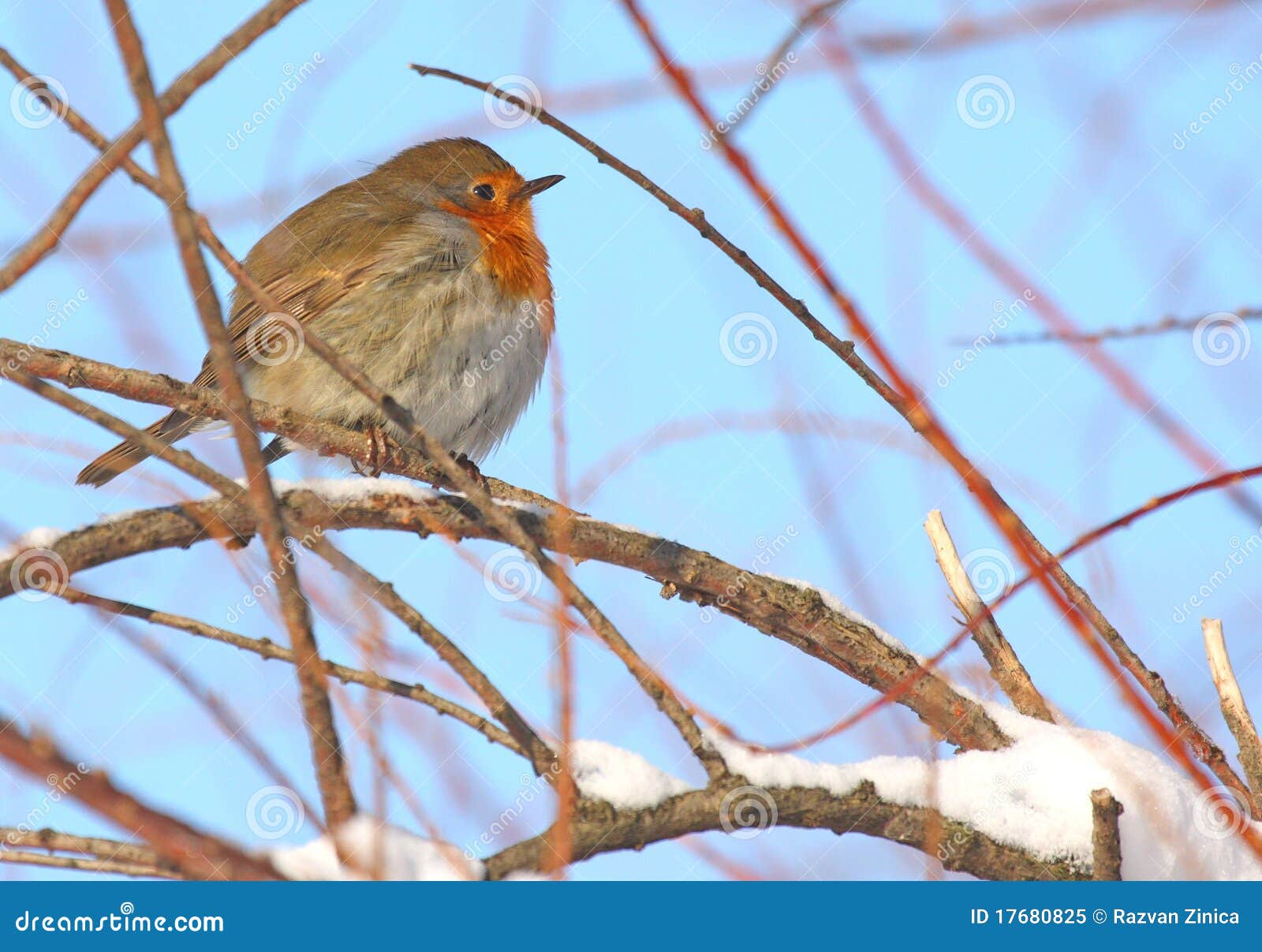 Robin standing on branch stock image. Image of rubecula - 17680825