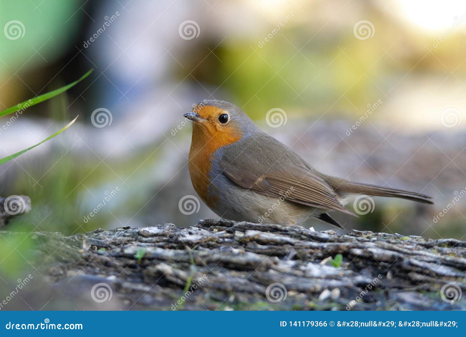 Robin standing on a branch stock photo. Image of friendship - 141179366