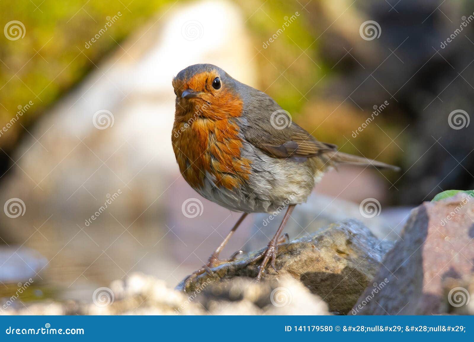 Robin standing on a branch stock photo. Image of nature - 141179580