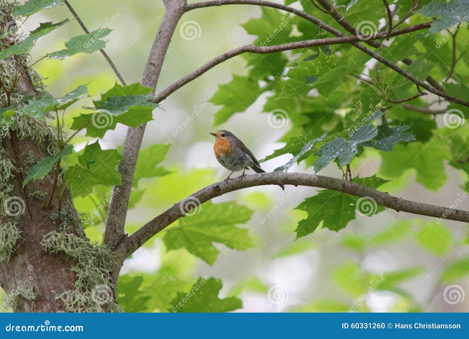 Robin standing on a branch stock photo. Image of close - 60331260