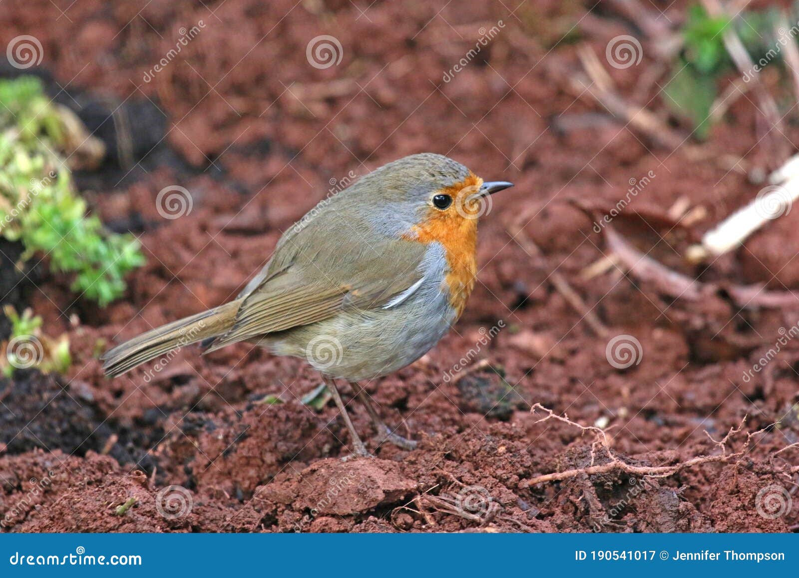 Robin Standing on the Earth Stock Image - Image of garden, cute: 190541017
