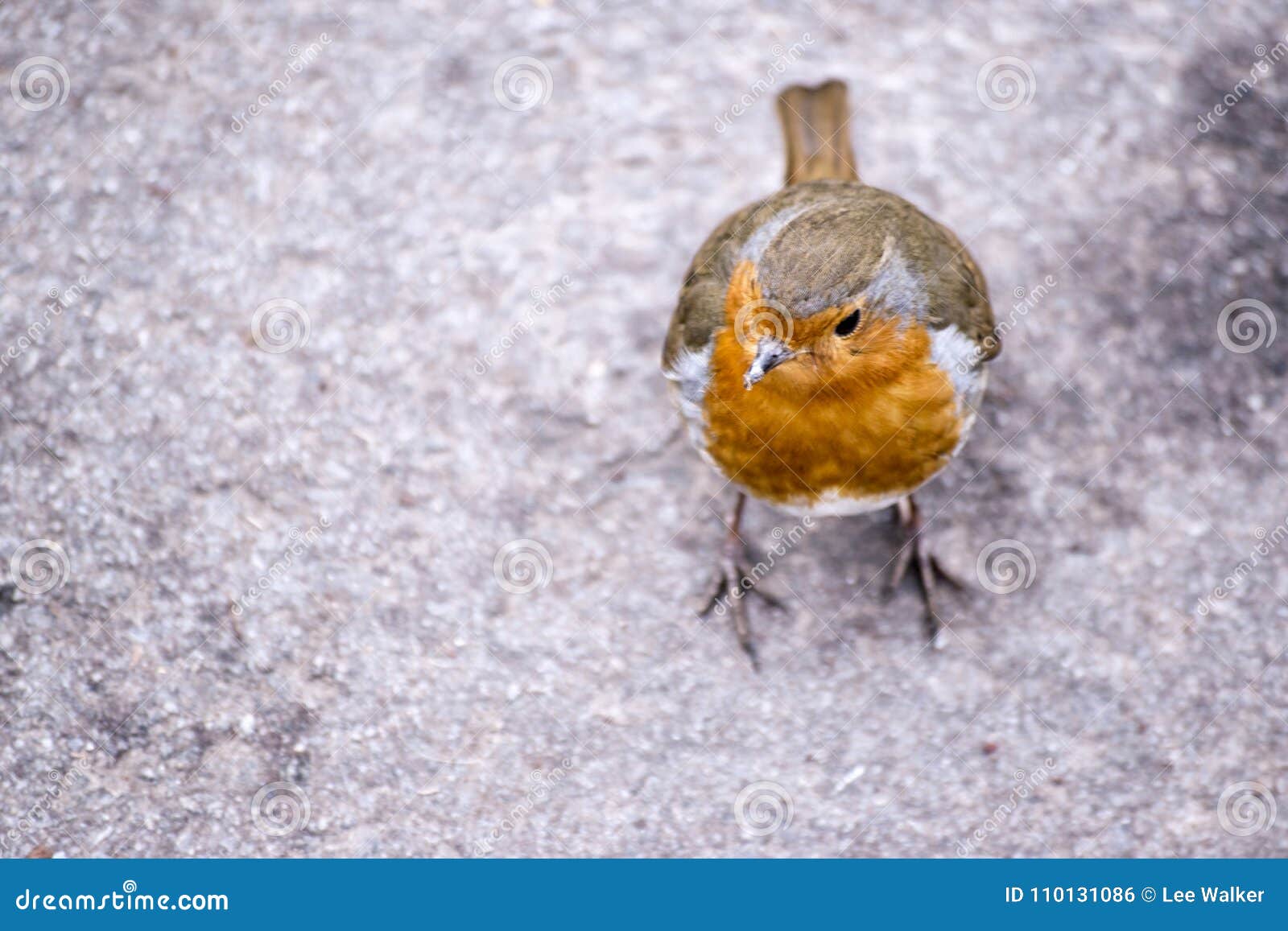 Robin Standing En La Tierra Foto de archivo - Imagen de standing, rojez ...