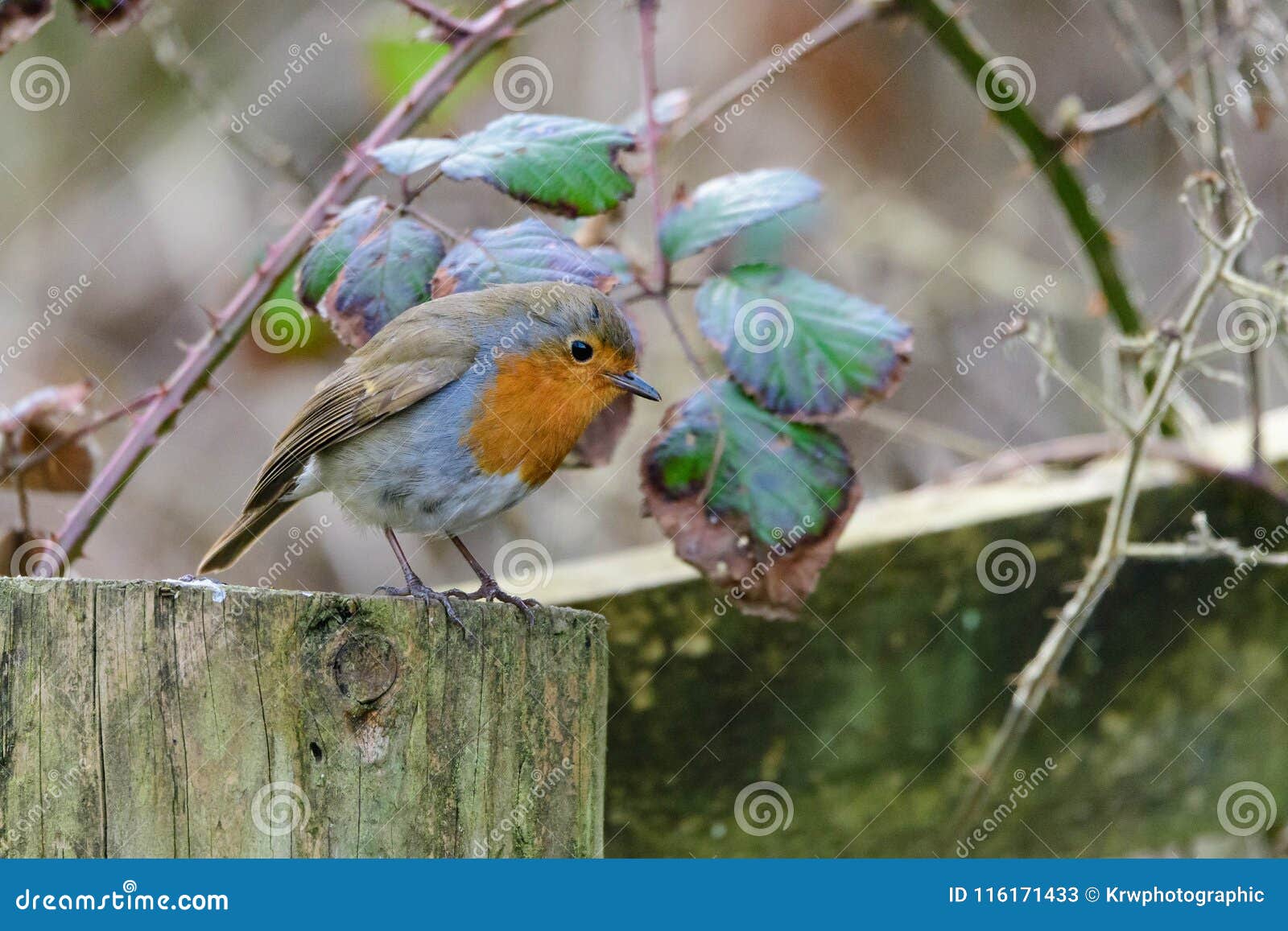 Robin Standing on Fence Post Stock Image - Image of birds, bird: 116171433