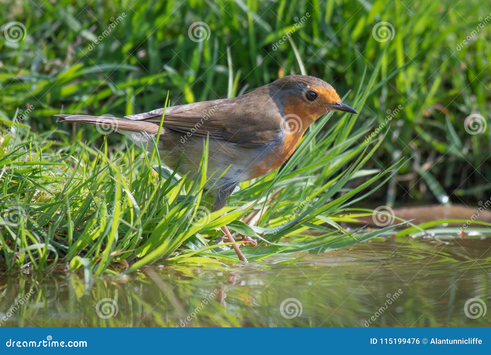 Robin at water edge stock photo. Image of water, rubecula - 115199476