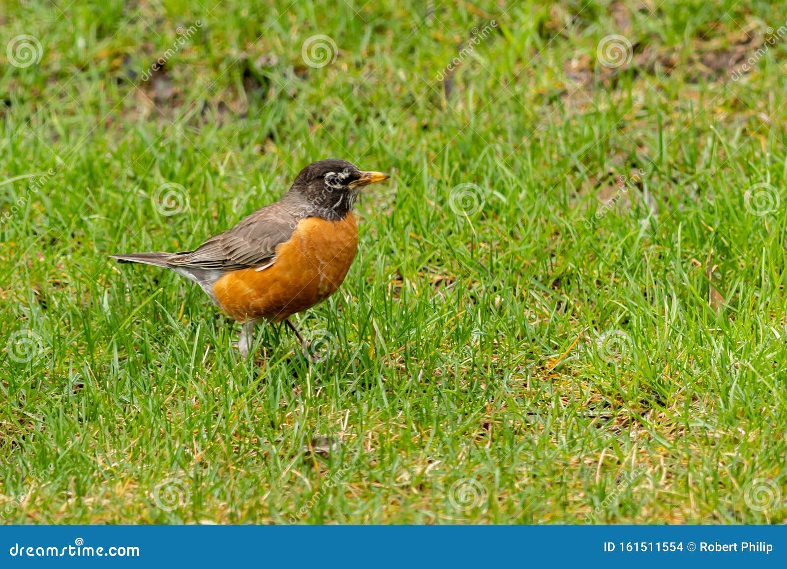 A Robin Standing in a Green Lawn Stock Photo - Image of birds, taking ...