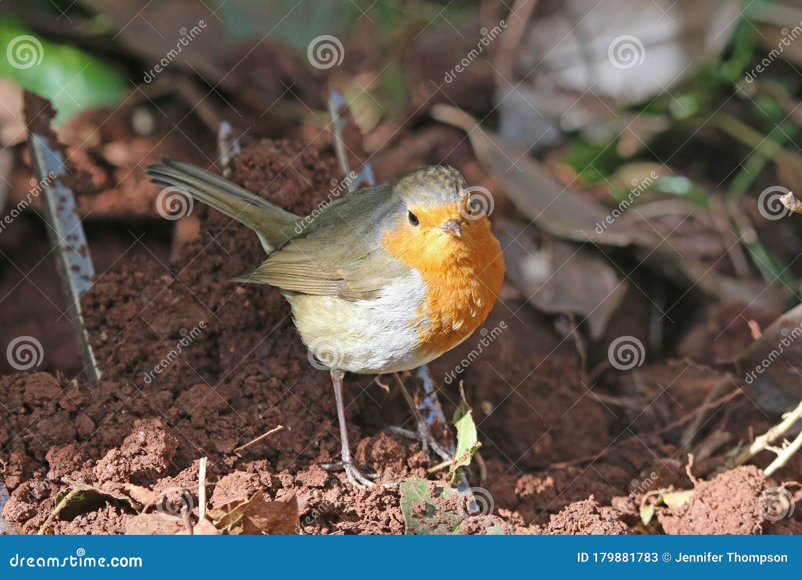 Robin Standing on the Ground Stock Image - Image of erithacus, winter ...