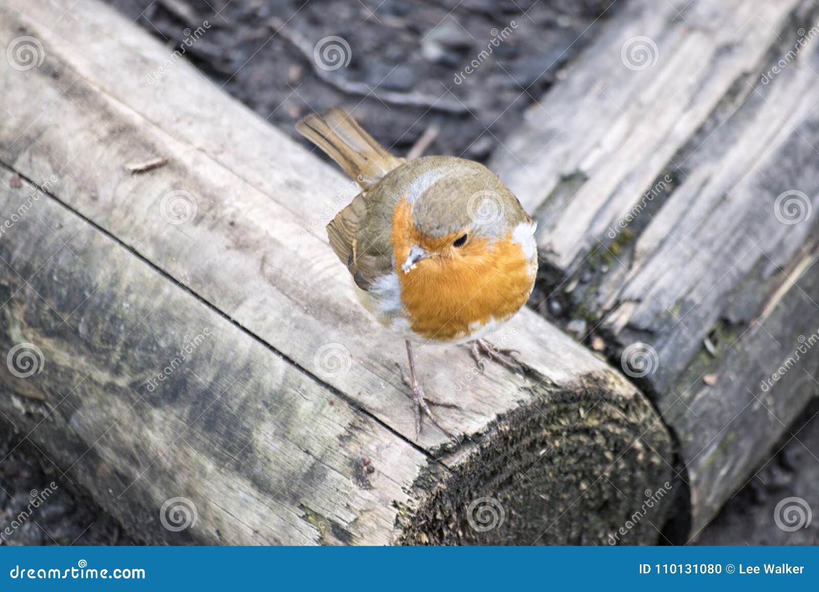 Robin Standing on a Log stock photo. Image of white - 110131080