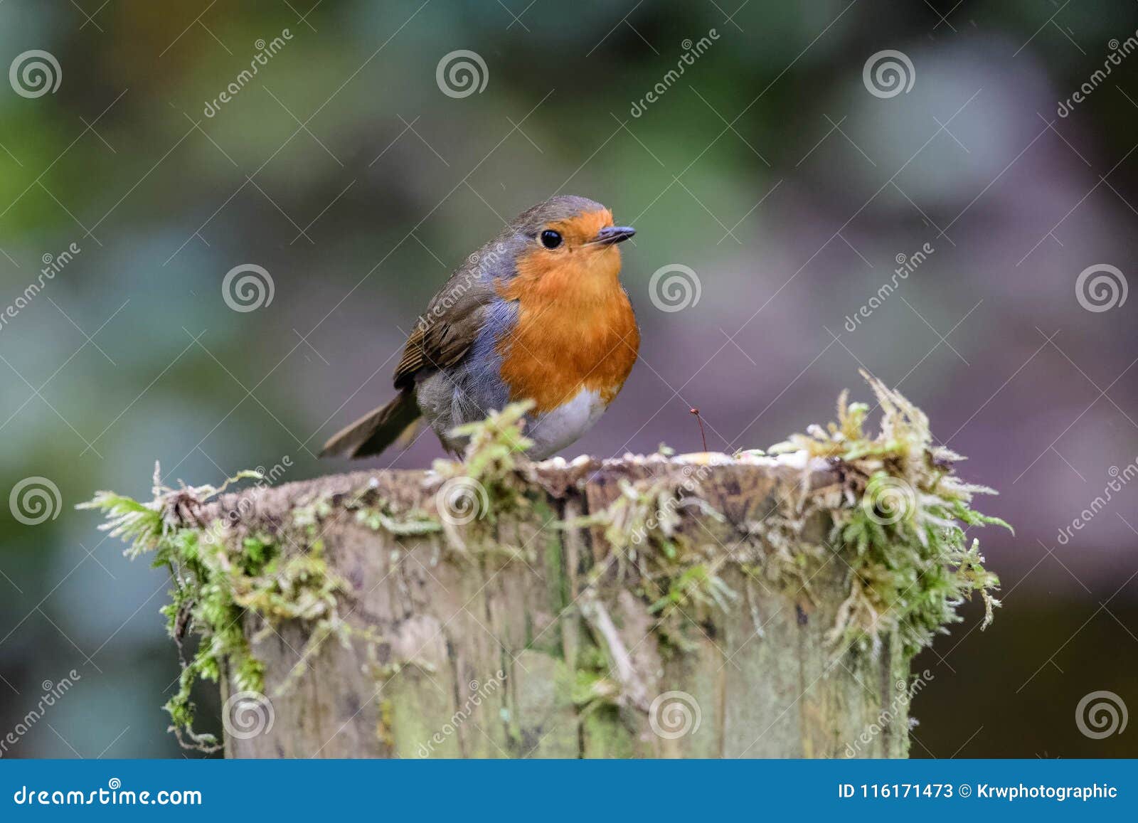 Robin on moss covered post stock image. Image of animals - 116171473