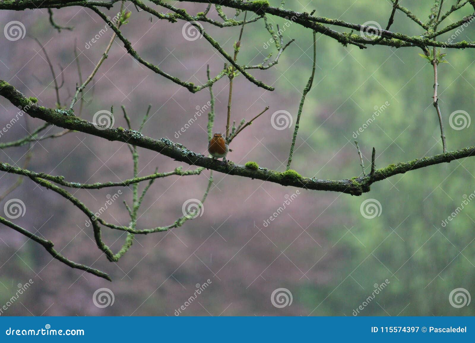 A Robin Standing on a Tree stock image. Image of white - 115574397