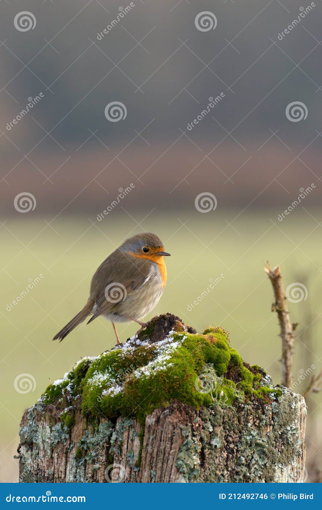 Robin Standing on a Tree Stump Covered with Moss and Some Snow Flakes ...