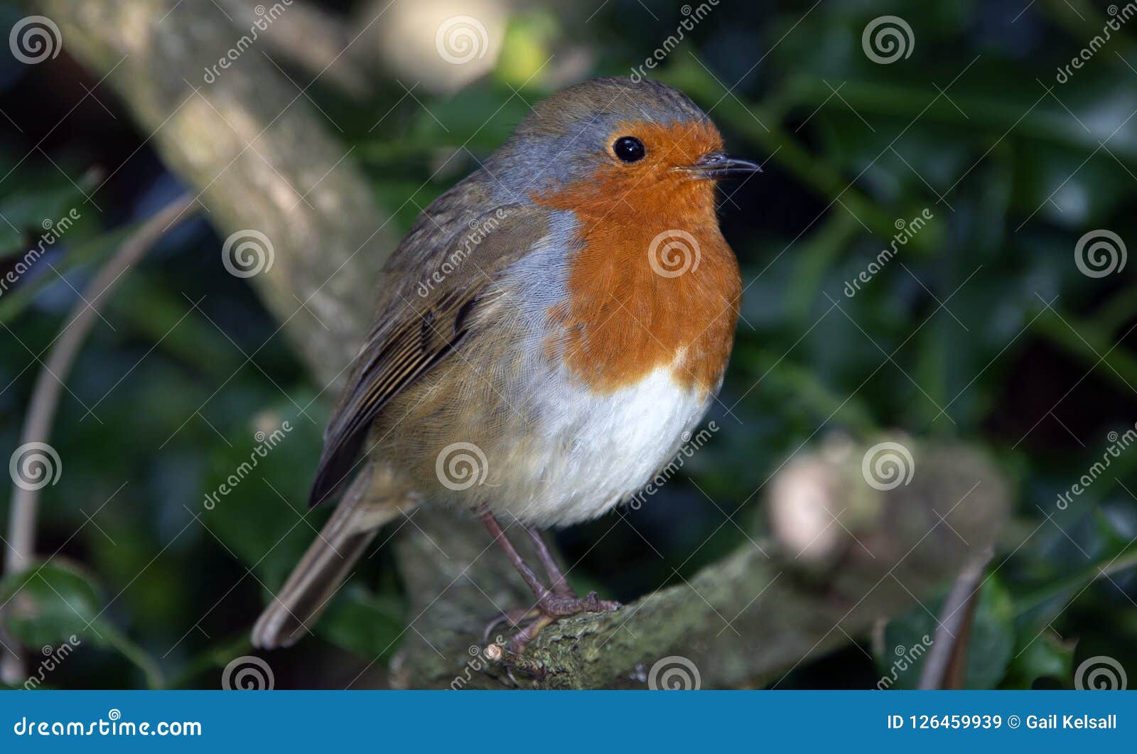 Robin Standing on Tree Trunk Stock Image - Image of hampshire, wildlife ...