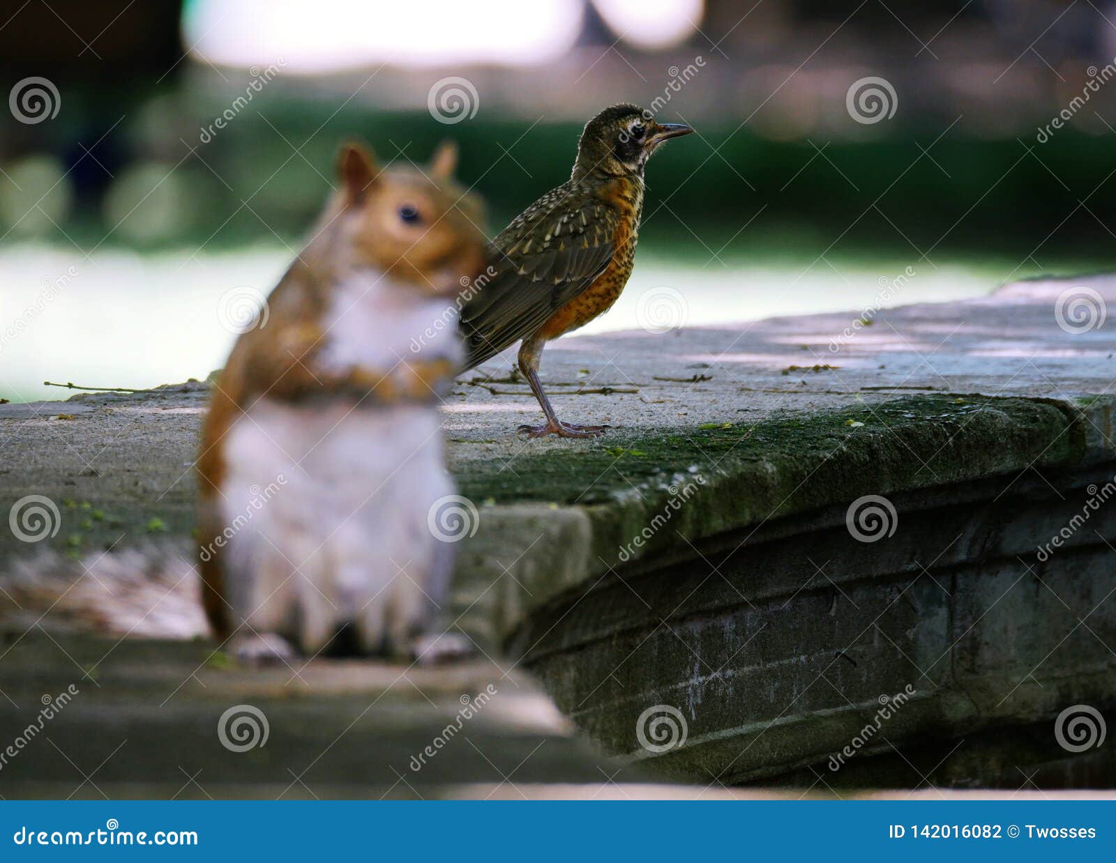 Coexisting with Other Creatures is Possible Stock Photo - Image of ...