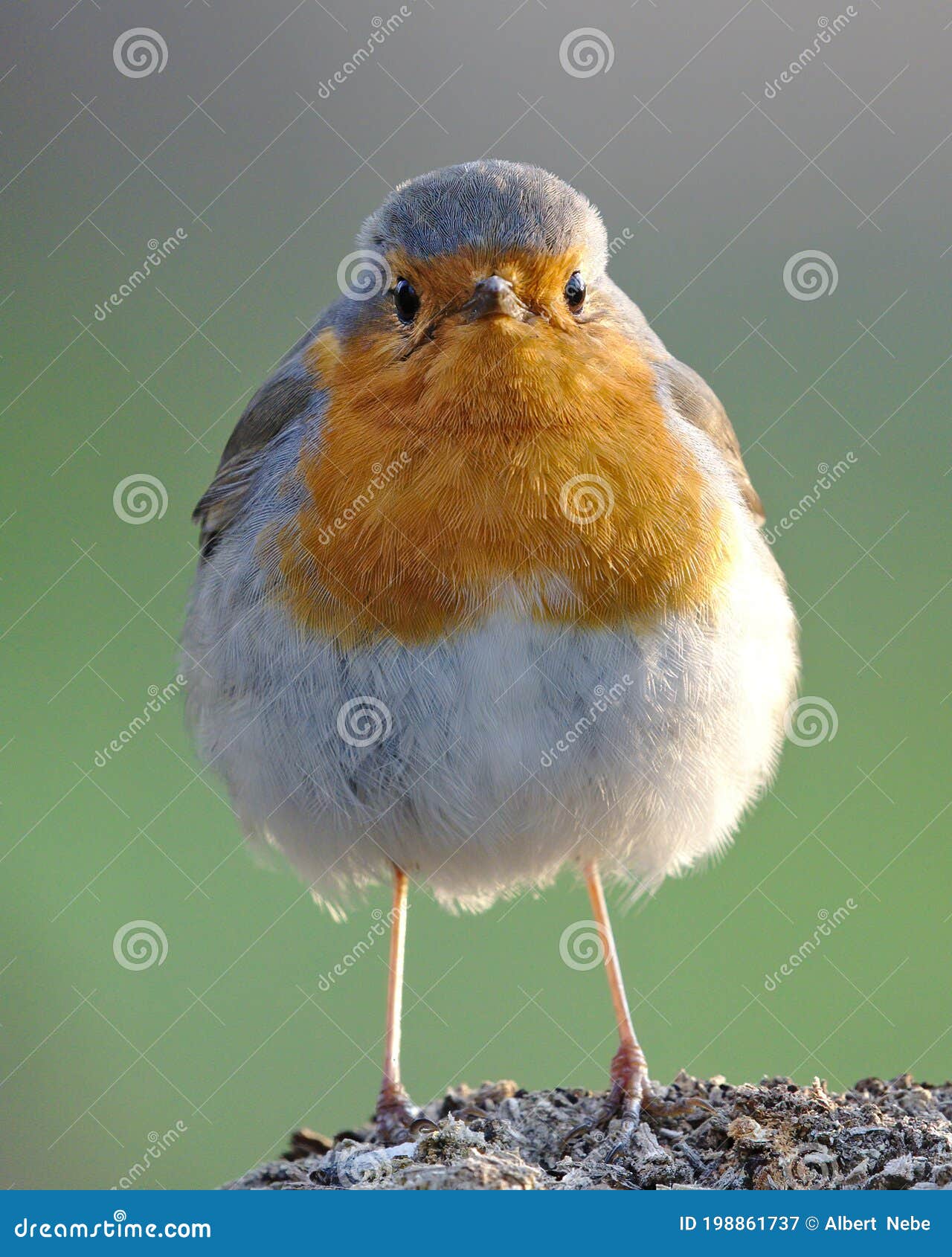 Robin Staring Right into the Camera Stock Image - Image of backround ...