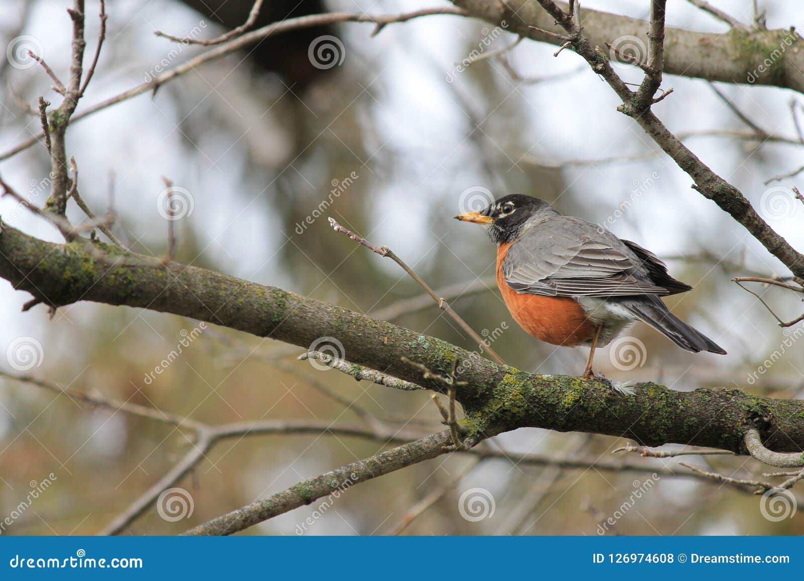 Retiever Shaking Stock Photos - Free & Royalty-Free Stock Photos from ...