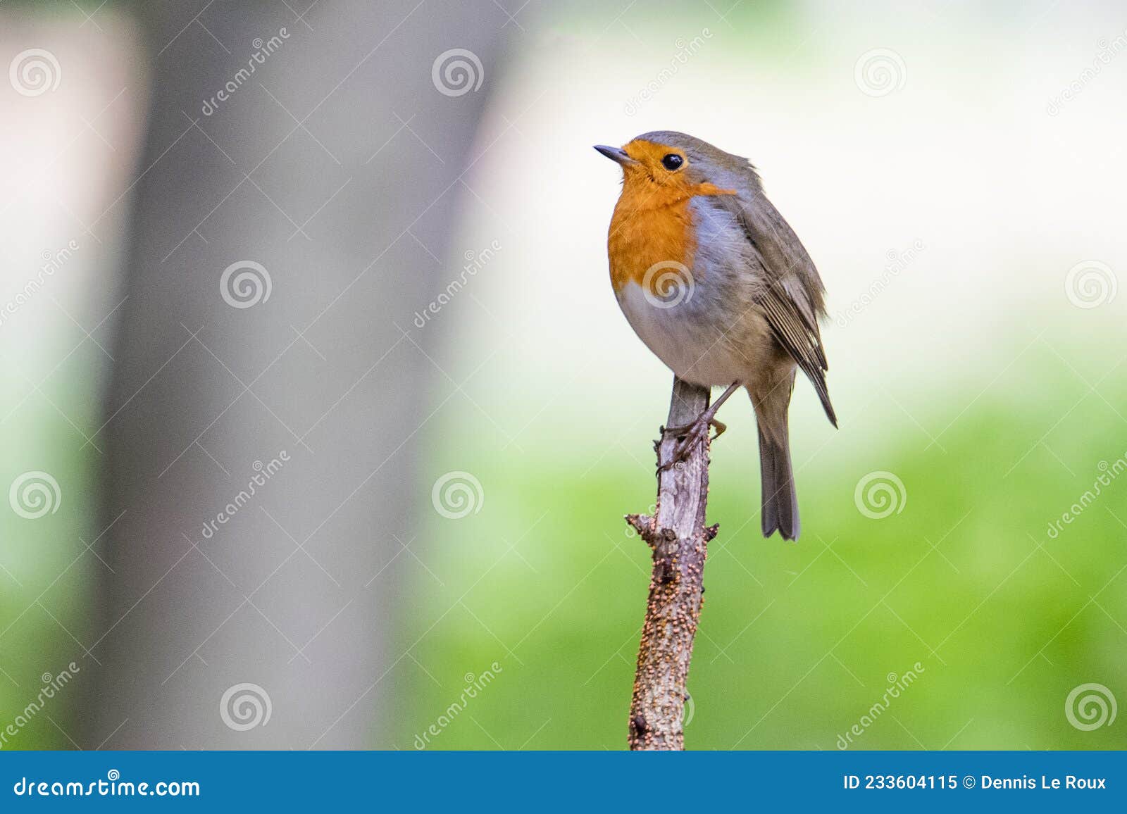 Robin on a stick stock image. Image of finch, beak, wing - 233604115