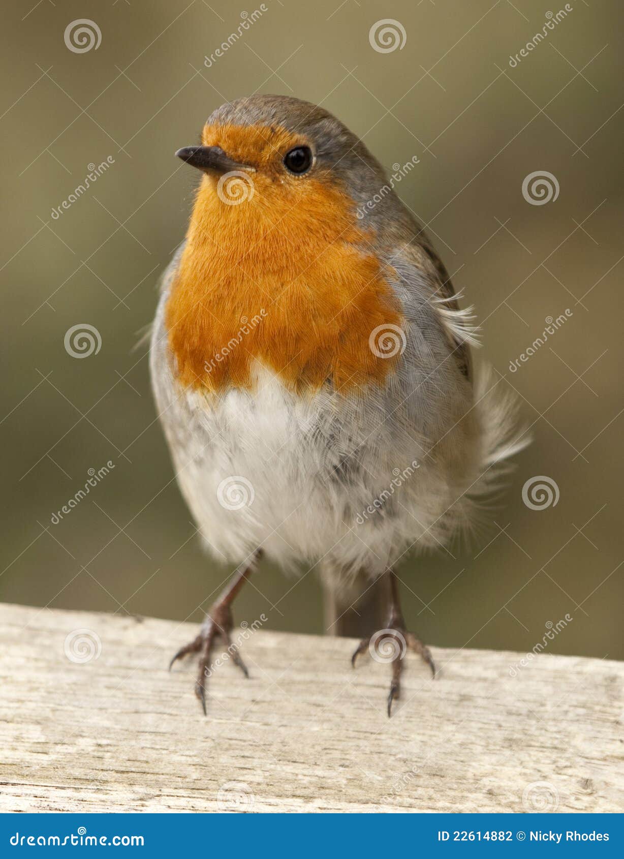 Robin Stood on a Fence Facing the Camera Stock Photo - Image of bird ...