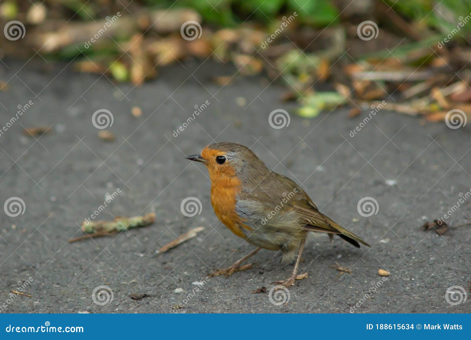 Robin Stood on the Foot Path Stock Photo - Image of robin, foot: 188615634