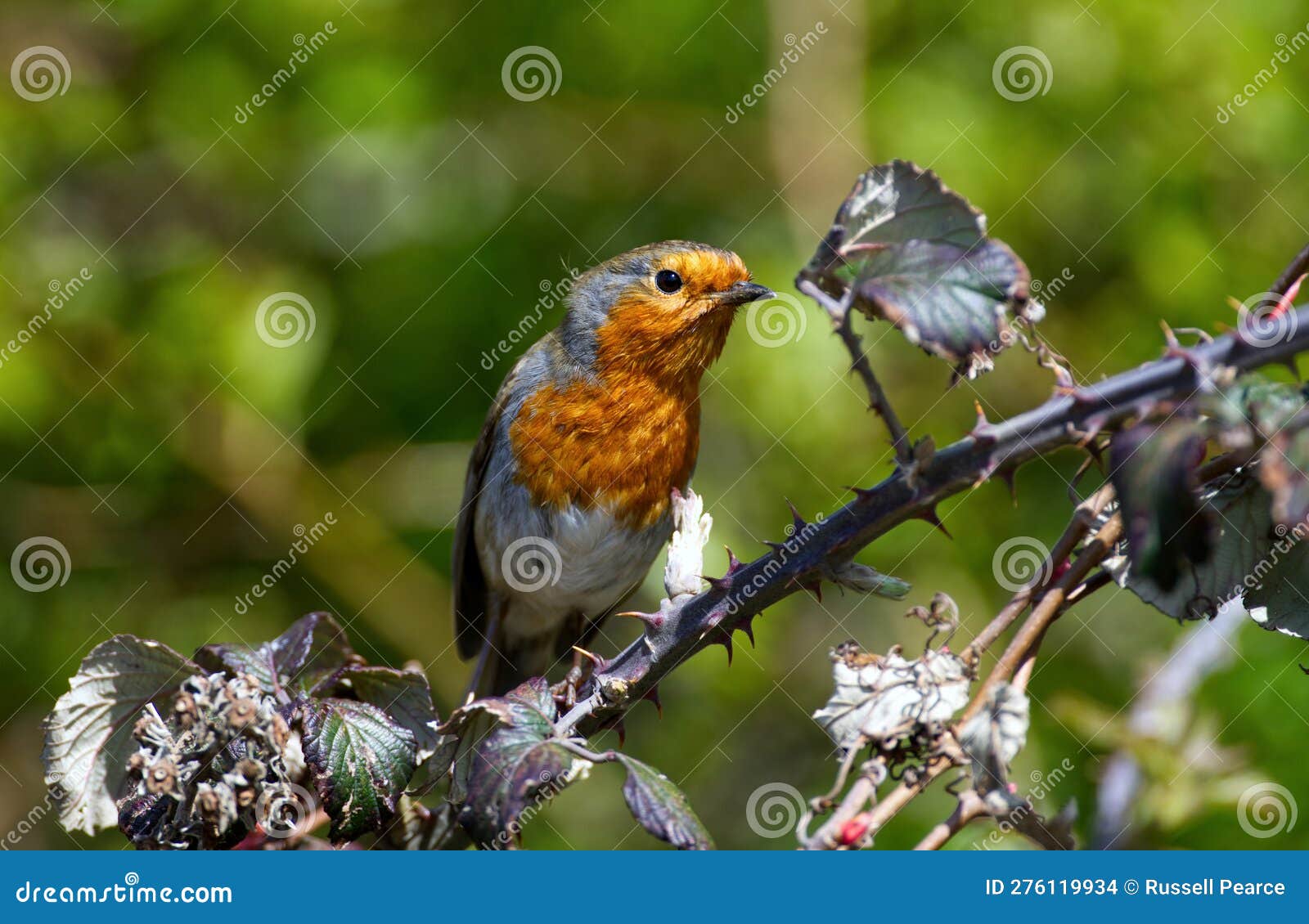 Robin in the sun stock photo. Image of branch, plumage - 276119934