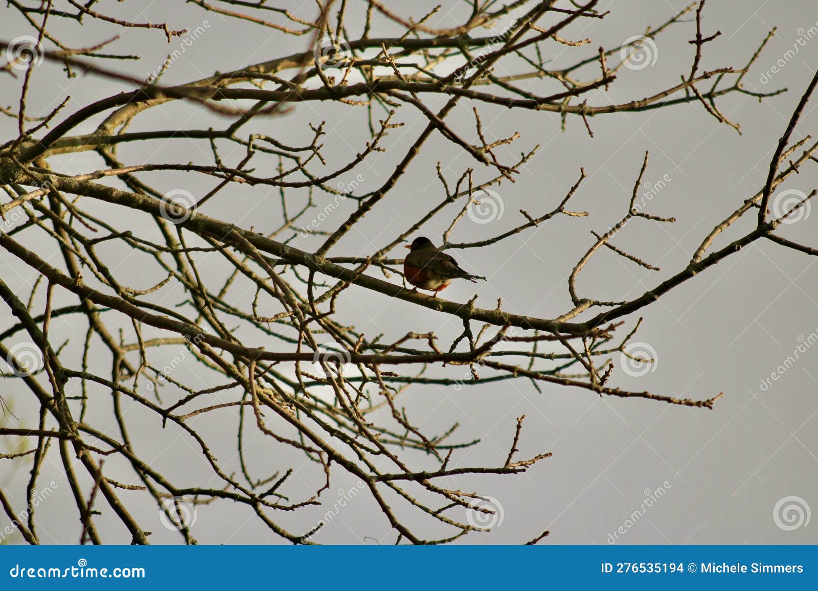 Robin at Sunset in April 2023 Stock Photo - Image of animal, perched ...